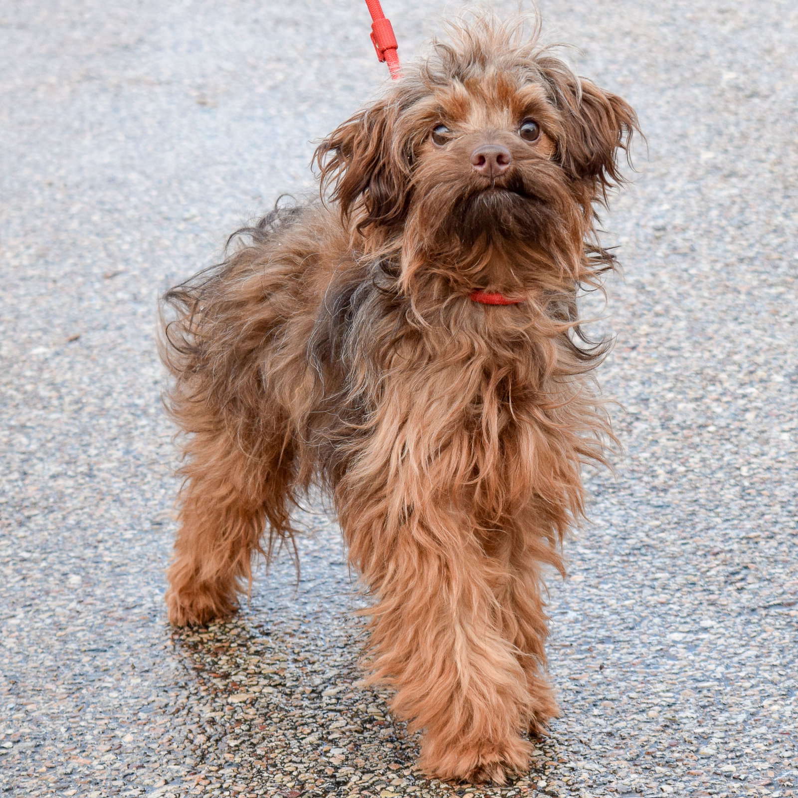 Dog for Adoption - Dickens, a Yorkshire Terrier Yorkie in Orland Park ...