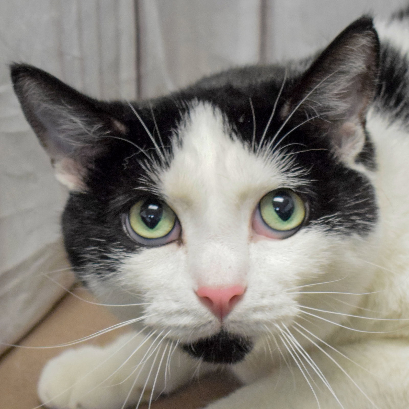 Cats for Adoption in Rockford, Illinois | Alpha Paw