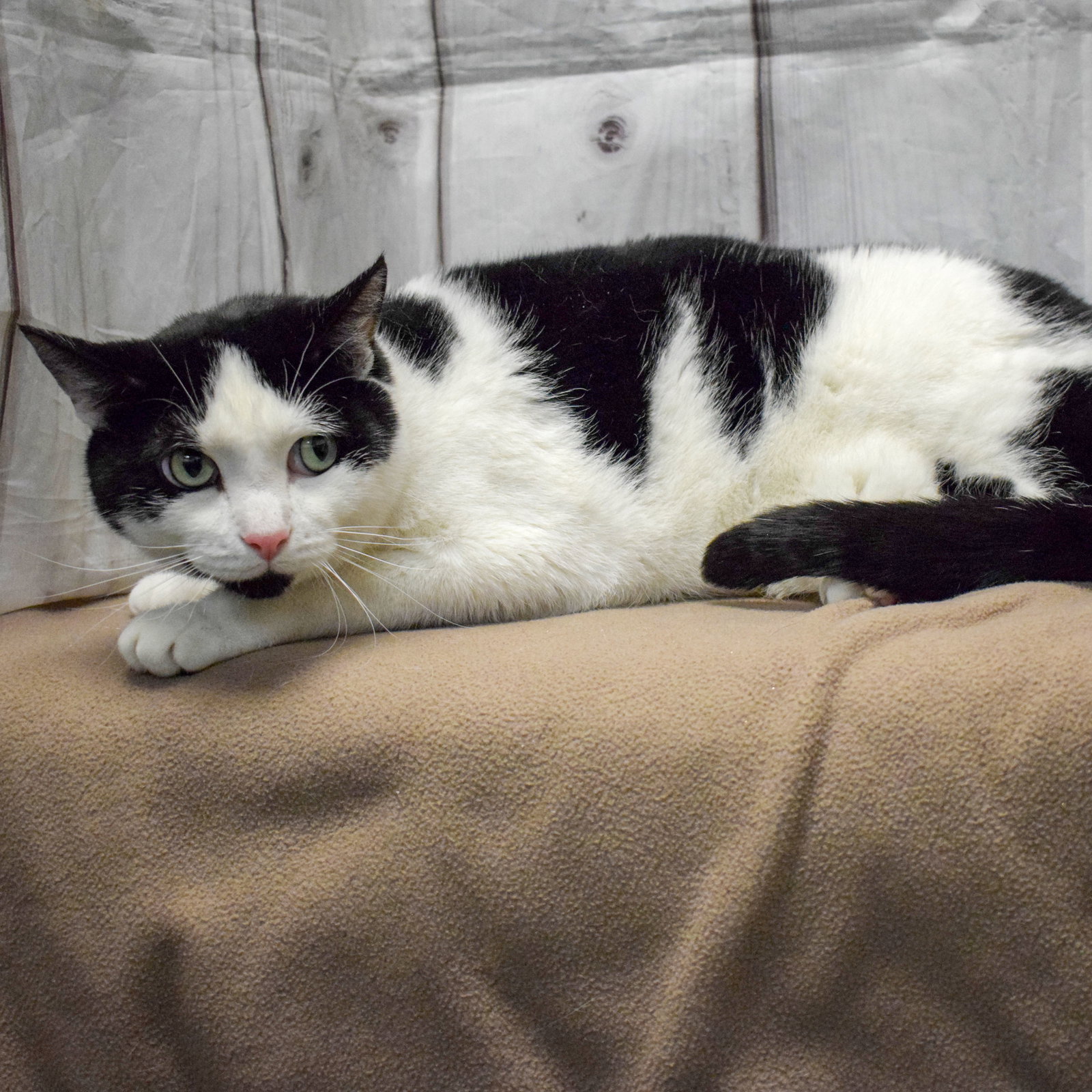 Cats for Adoption in Rockford, Illinois | Alpha Paw