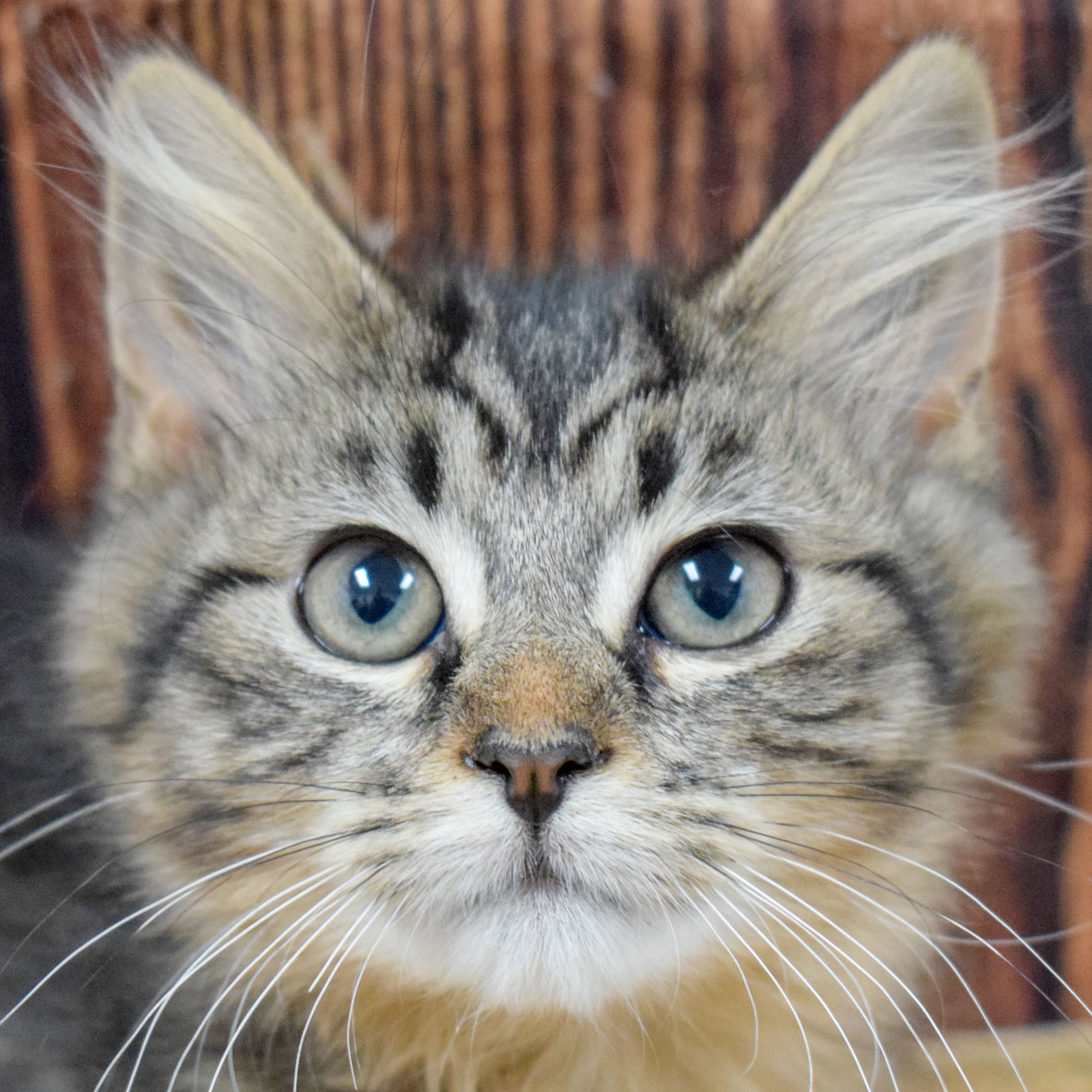 Cats for Adoption in Rockford, Illinois | Alpha Paw