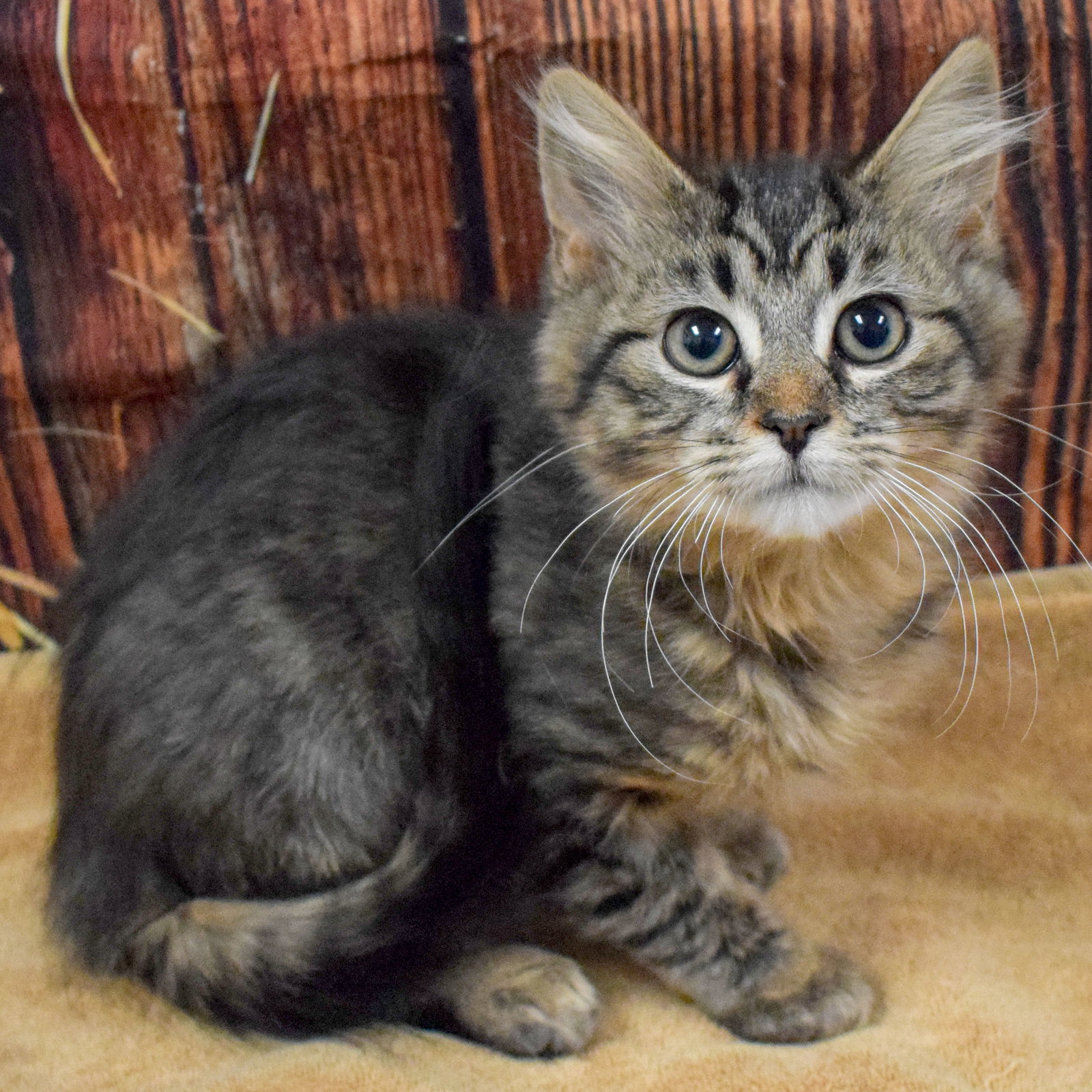 Cats for Adoption in Rockford, Illinois | Alpha Paw