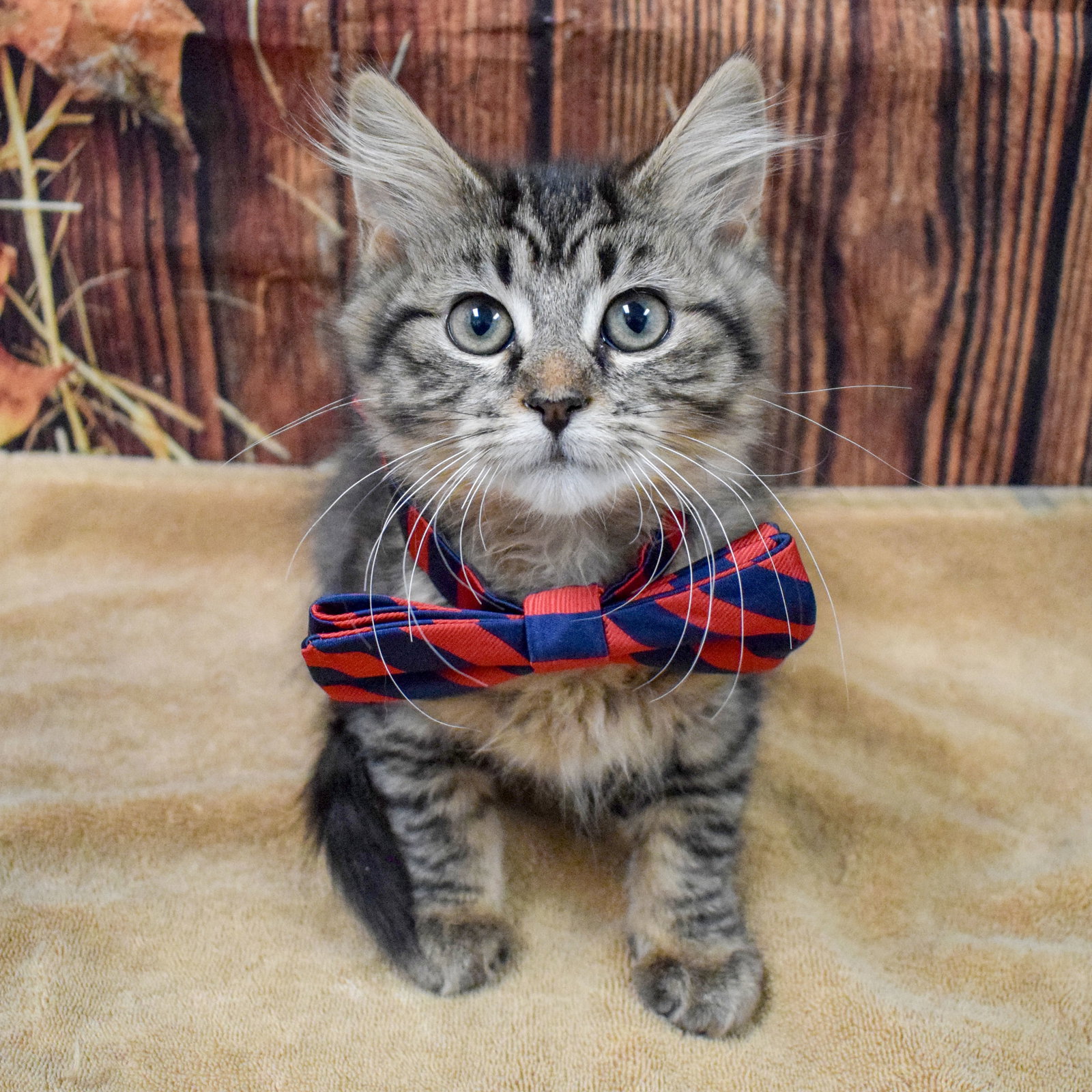 Cats for Adoption in Rockford, Illinois | Alpha Paw