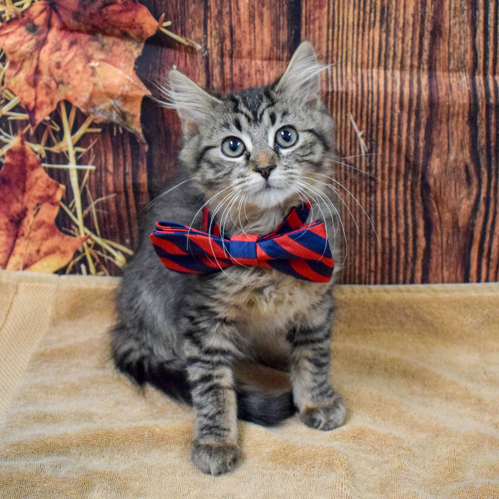 Cats for Adoption in Rockford, Illinois | Alpha Paw