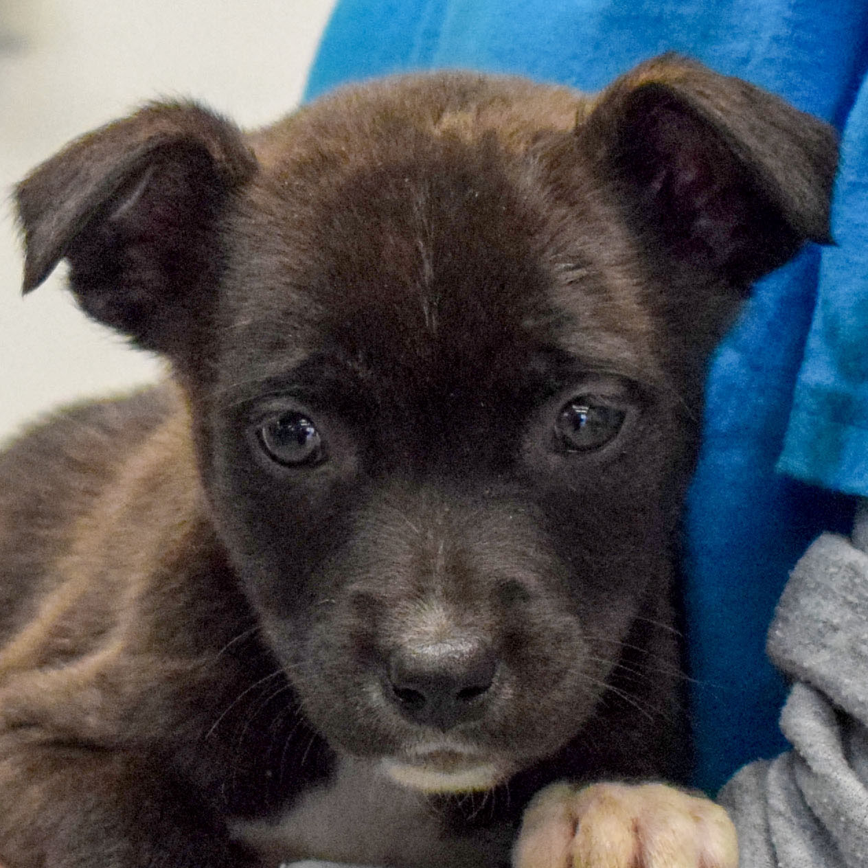 Dog for Adoption - Harriet, a Boxer in Winnebago County, IL | Alpha Paw