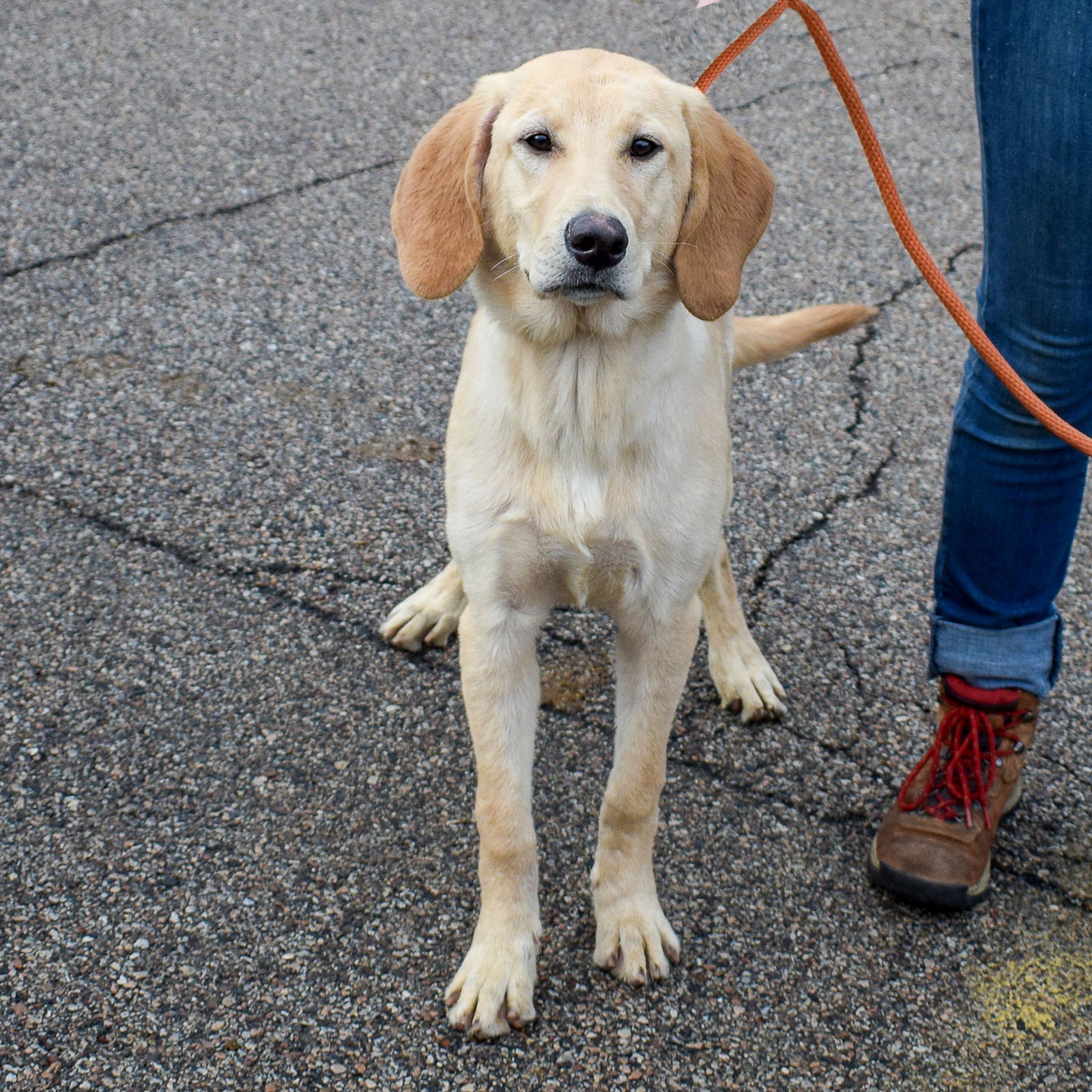 Dog for Adoption - Marley, a Yellow Labrador Retriever in Chicago, IL ...