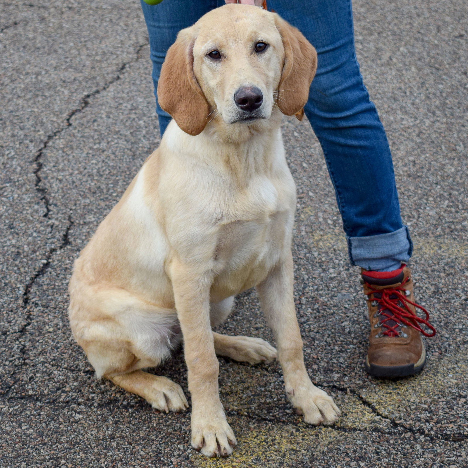 Dog for Adoption - Marley, a Yellow Labrador Retriever in Glenview, IL ...