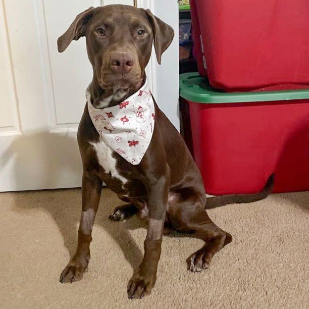 Dog for Adoption - Chance, a Chocolate Labrador Retriever in Kenosha ...