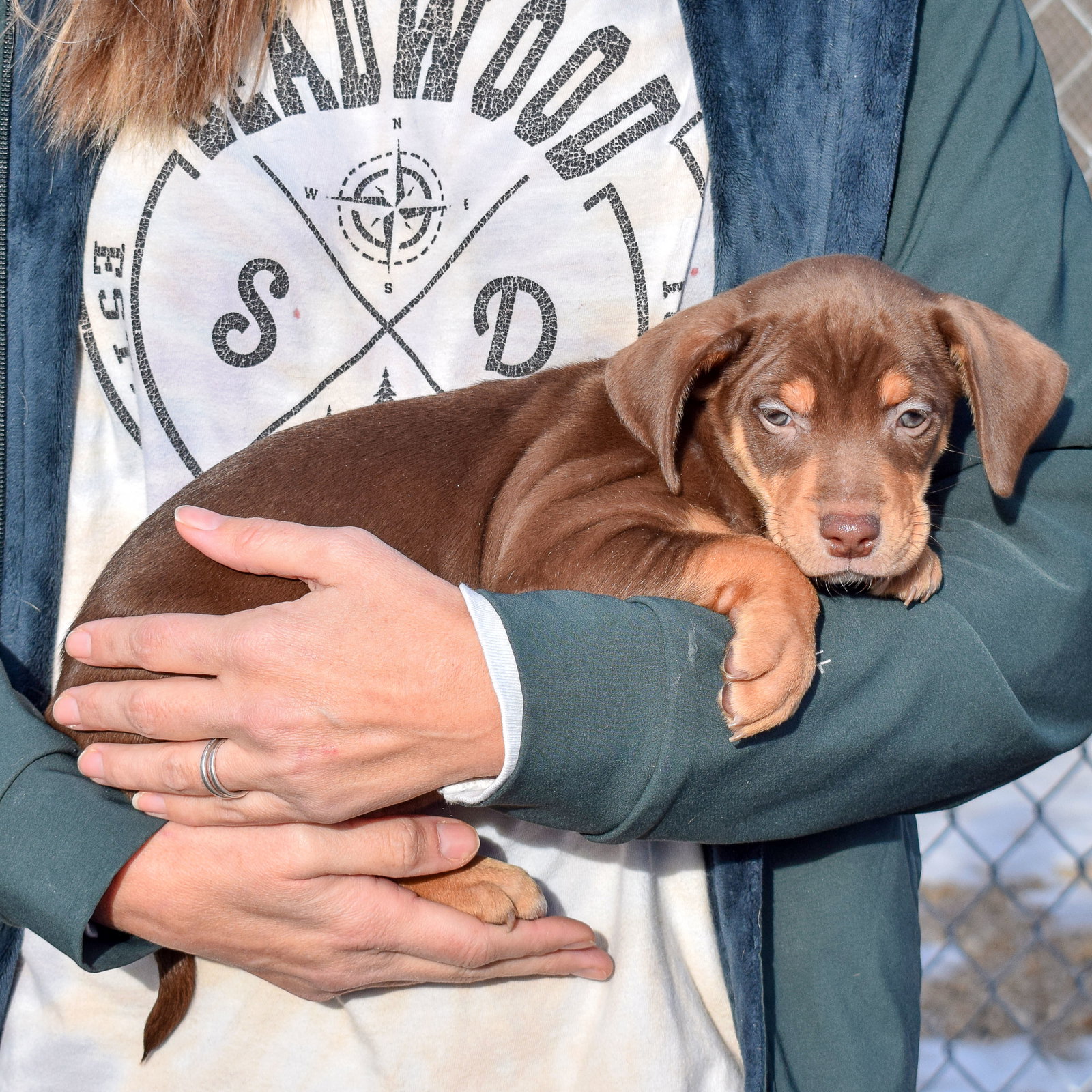 Dog for Adoption - Whiskey, a Shetland Sheepdog Sheltie in Richmond, IL | Alpha Paw