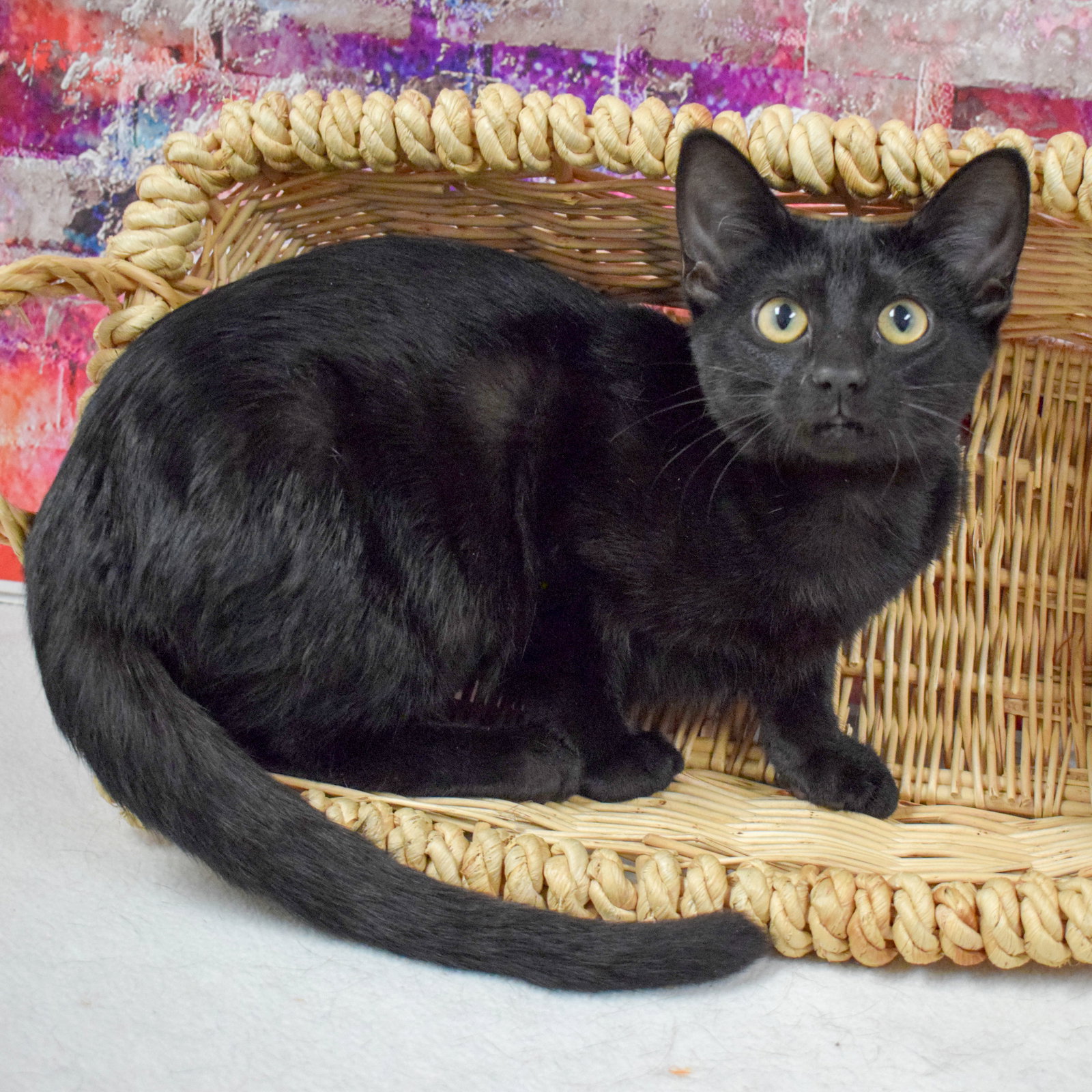 Cats for Adoption in Walworth County, Wisconsin | Alpha Paw