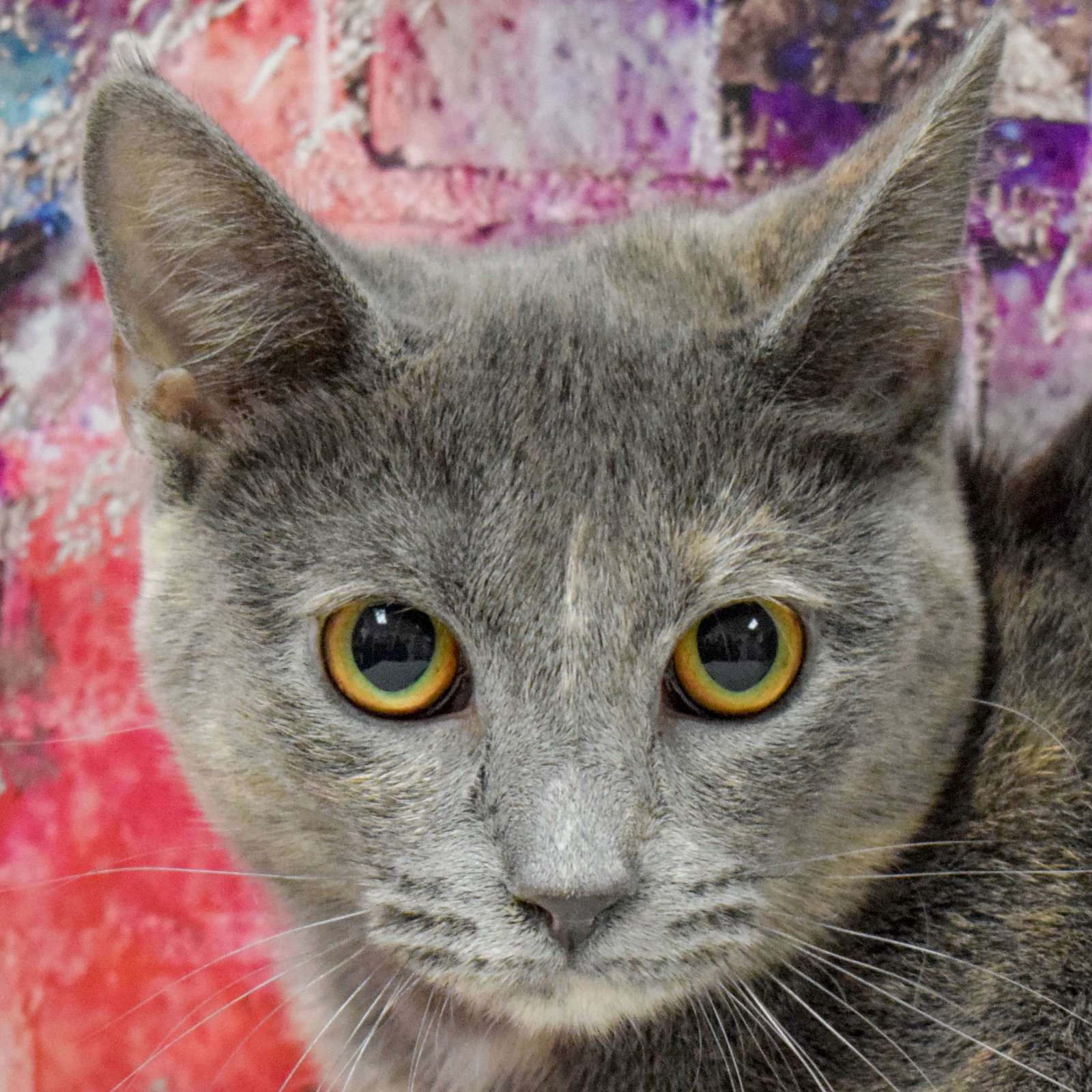 Cats for Adoption in Rockford, Illinois | Alpha Paw