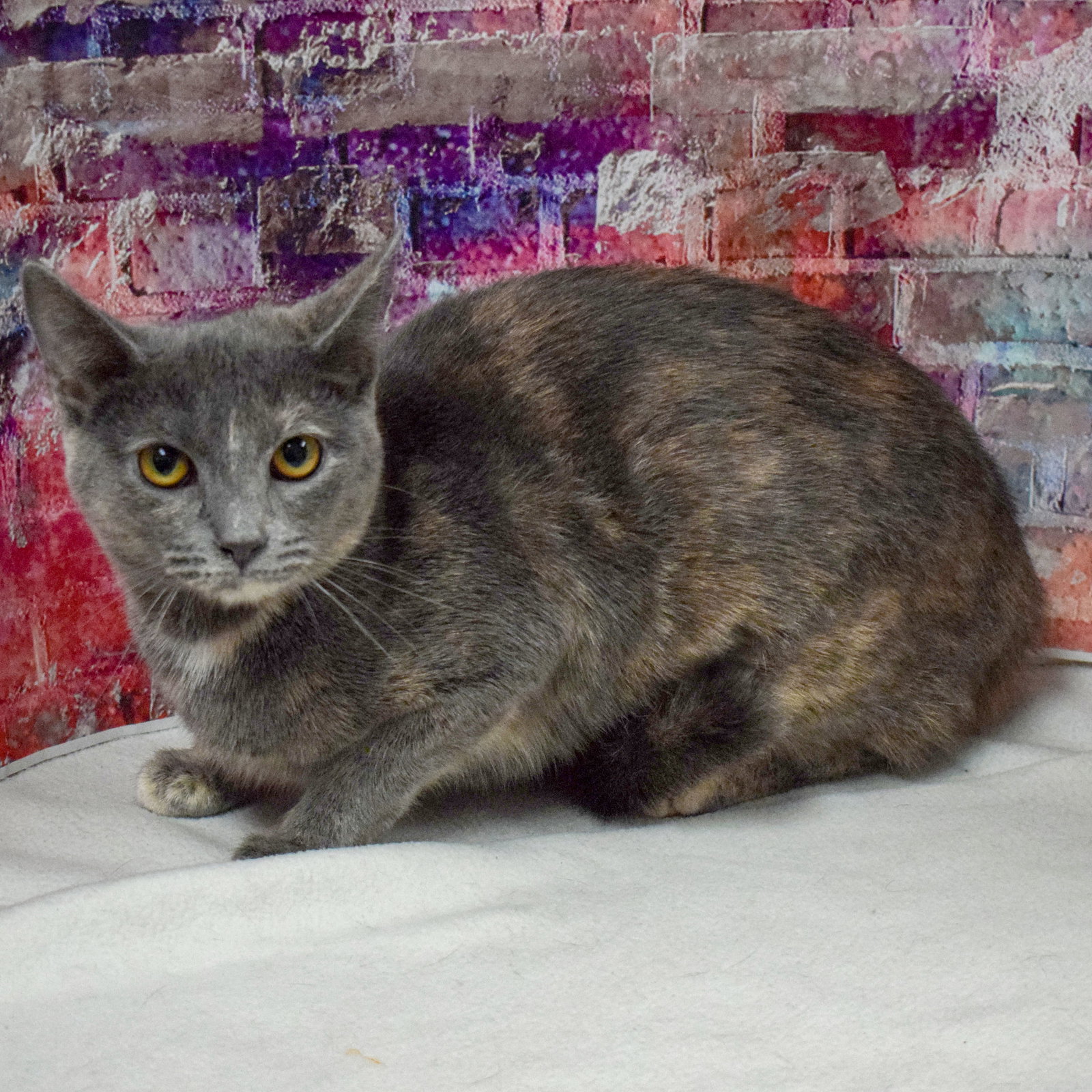 Cats for Adoption in Rockford, Illinois | Alpha Paw