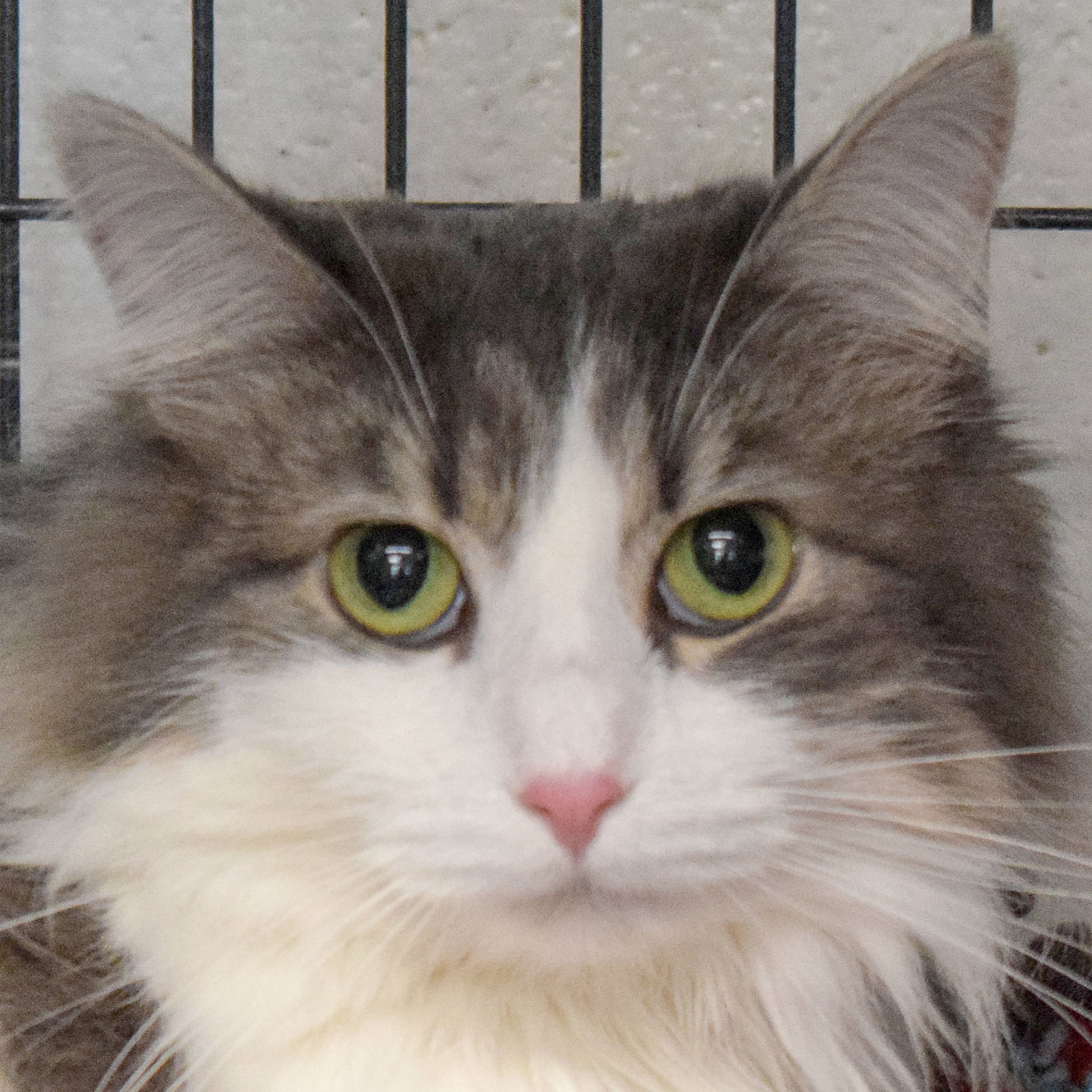 Cats for Adoption in Rockford, Illinois | Alpha Paw