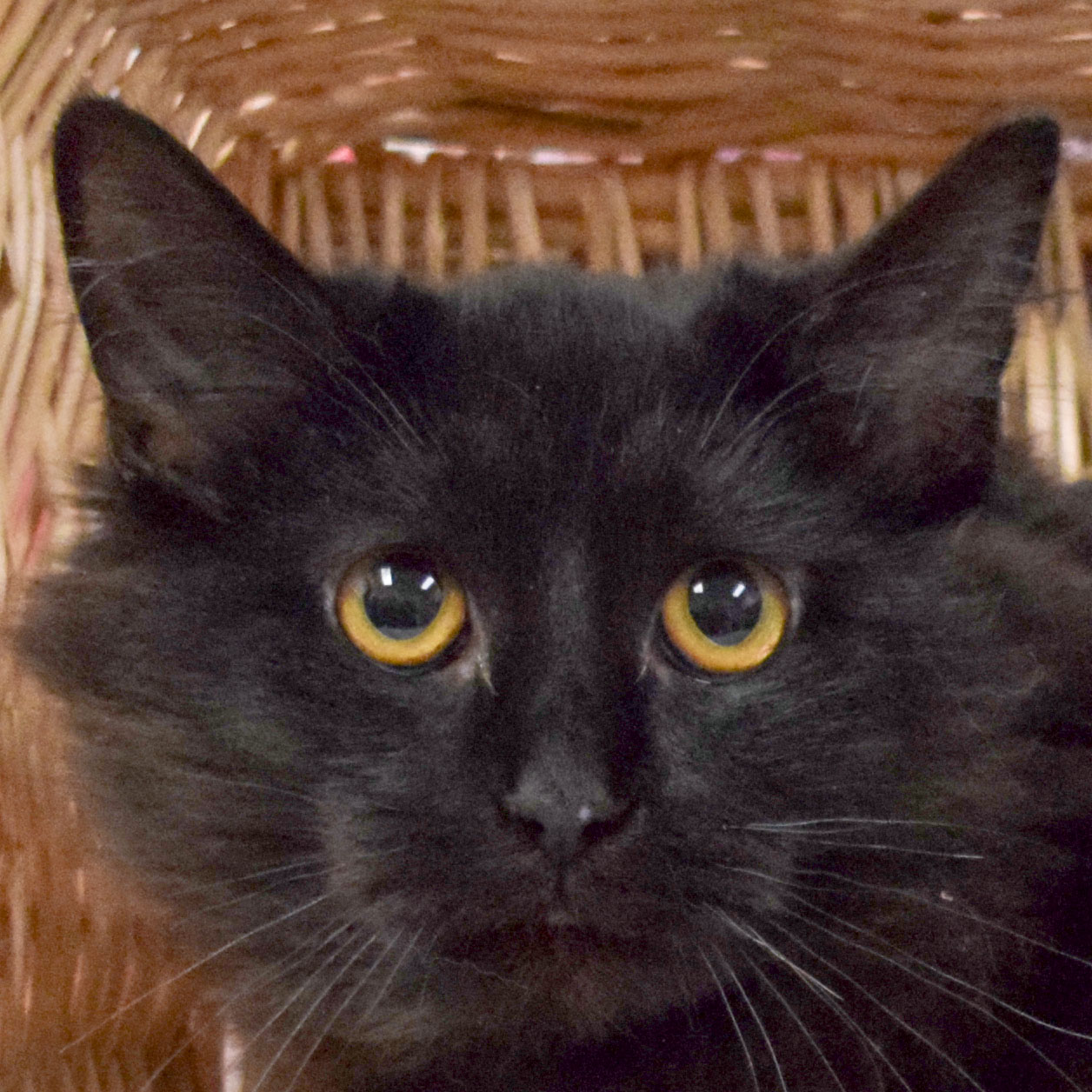 Cats for Adoption in Rockford, Illinois | Alpha Paw