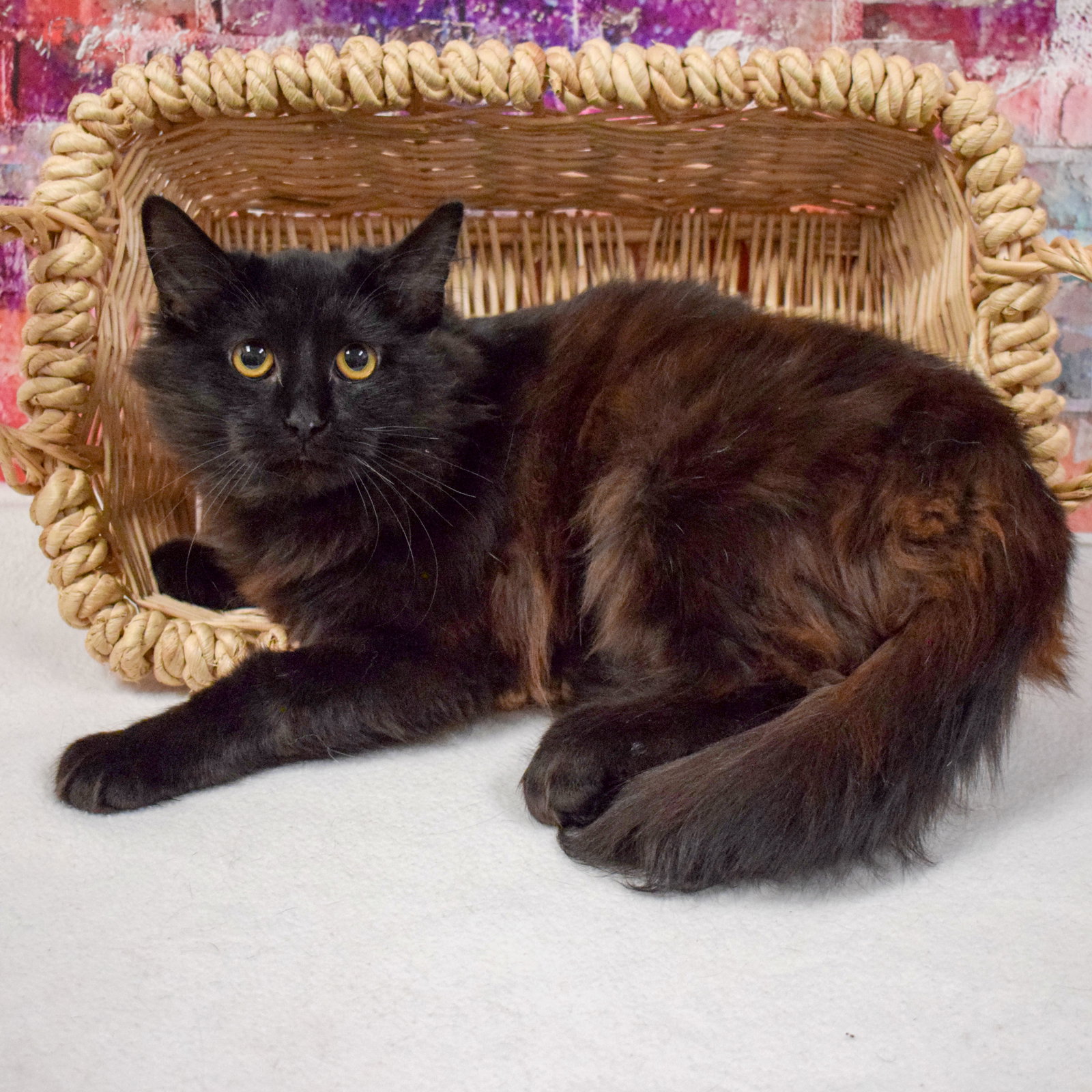 Cats for Adoption in Rockford, Illinois | Alpha Paw