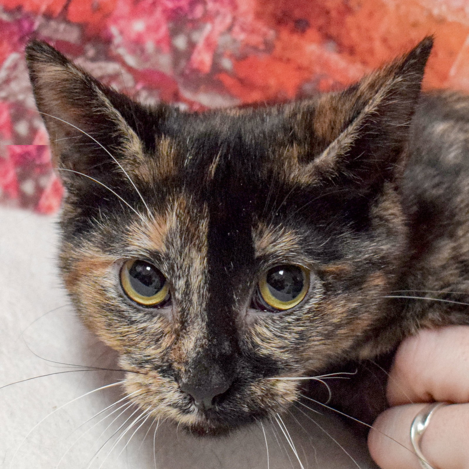 Cats for Adoption in Rockford, Illinois | Alpha Paw
