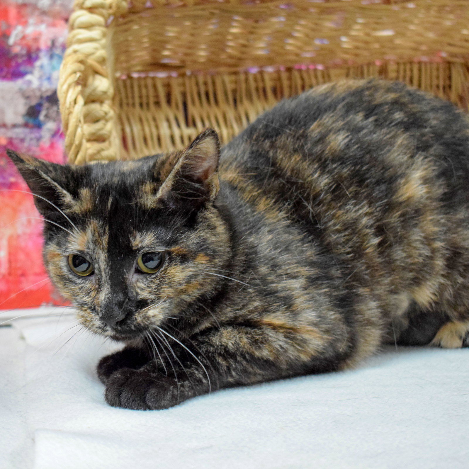 Cats for Adoption in Rockford, Illinois | Alpha Paw