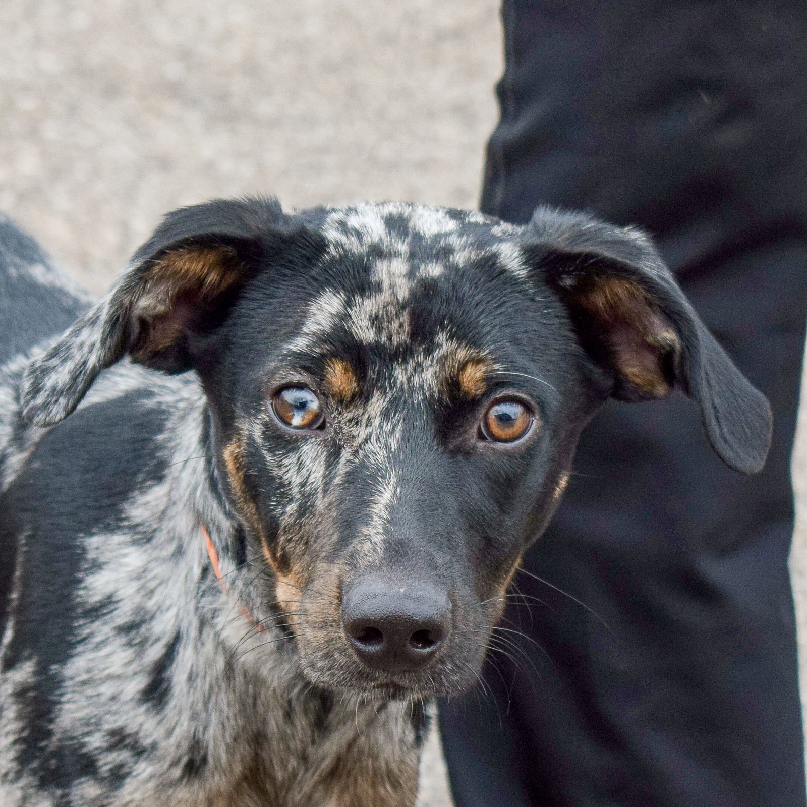 Dog for Adoption - Patches, a Dachshund in Island Lake, IL | Alpha Paw