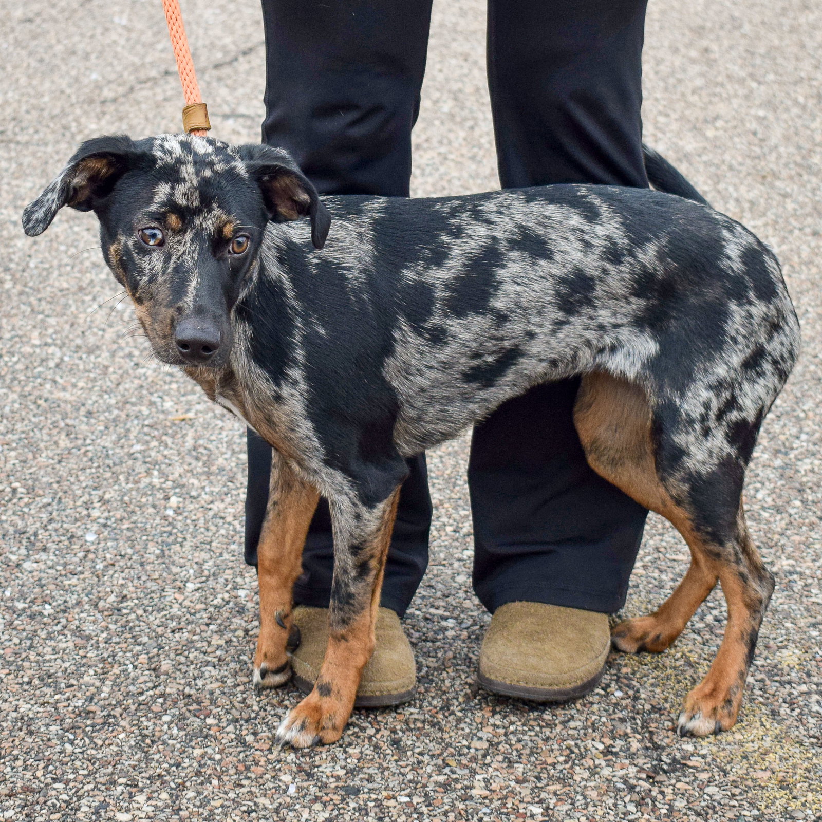 Dog for Adoption - Patches, a Dachshund in Island Lake, IL | Alpha Paw