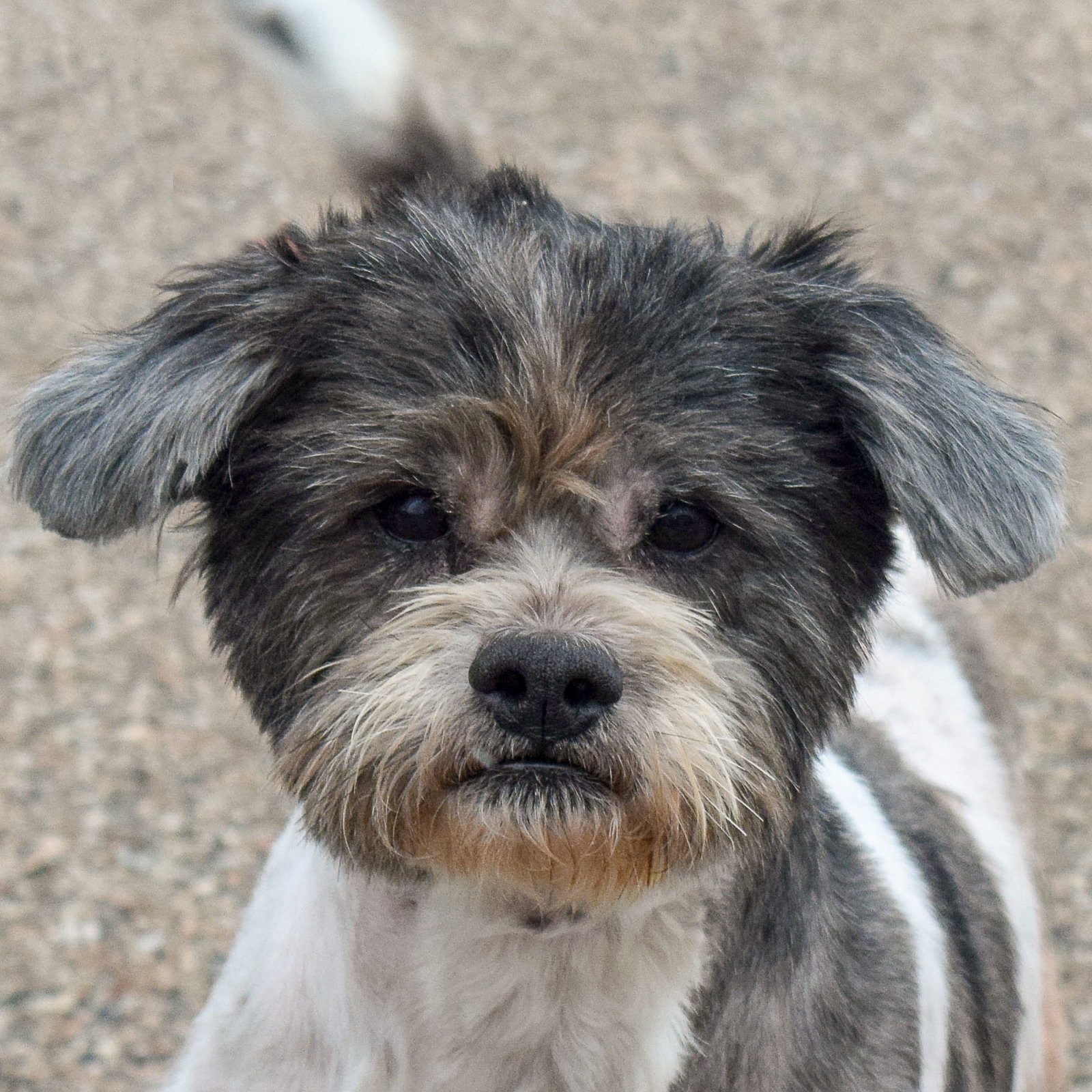 Dog for Adoption - Spud, a Lhasa Apso in Chicago Ridge, IL | Alpha Paw