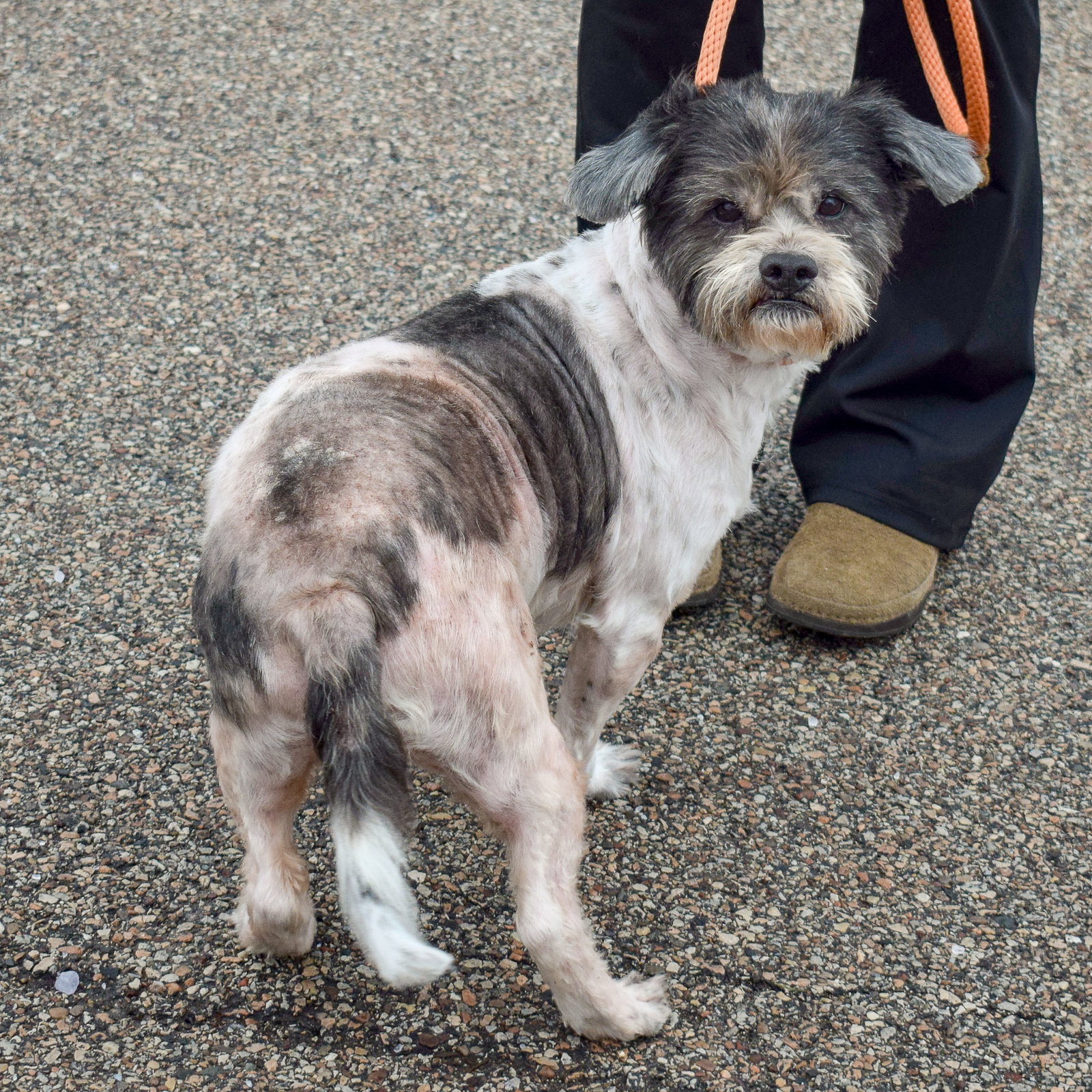 Dog for Adoption - Spud, a Lhasa Apso in Chicago Ridge, IL | Alpha Paw