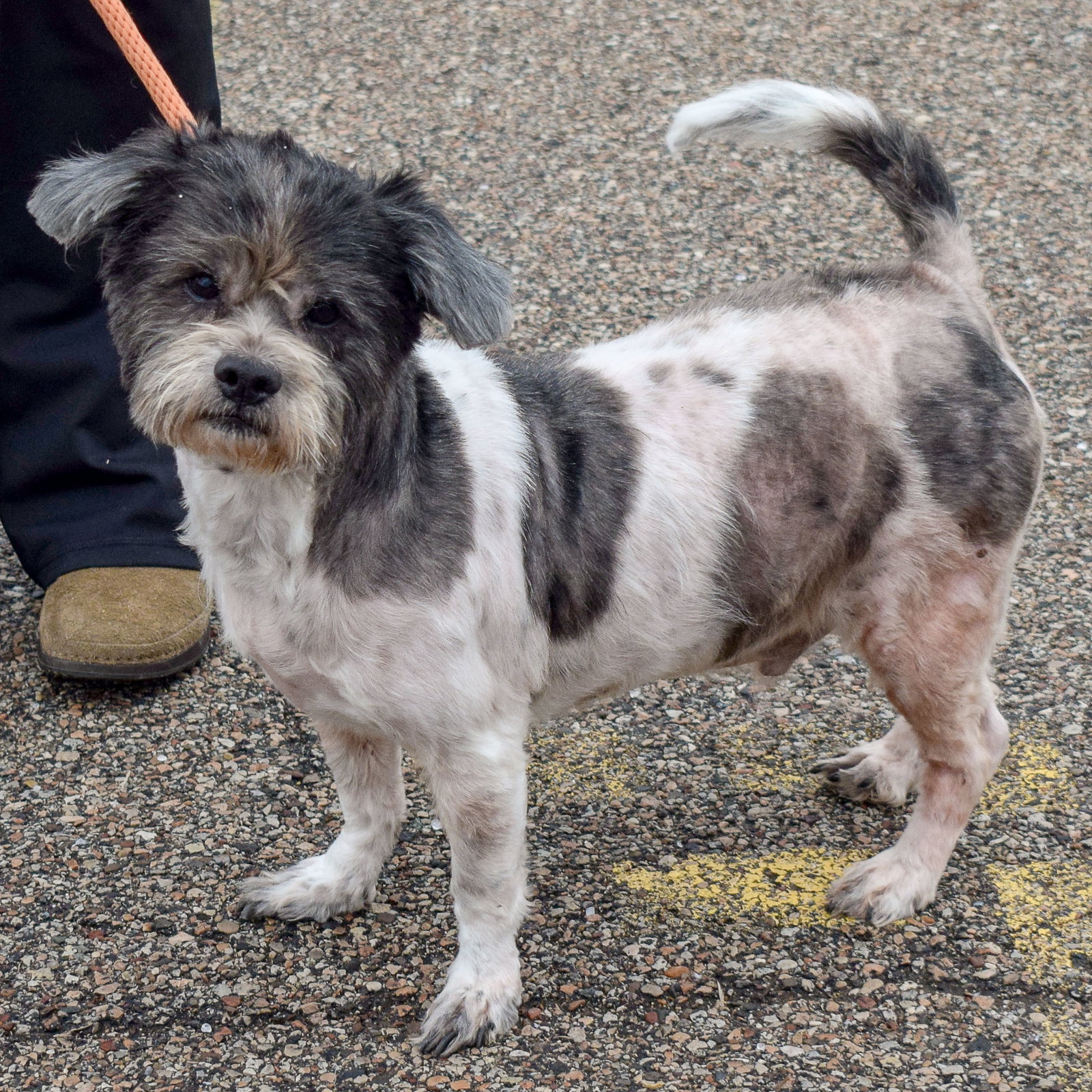 Dog for Adoption - Spud, a Lhasa Apso in Chicago Ridge, IL | Alpha Paw
