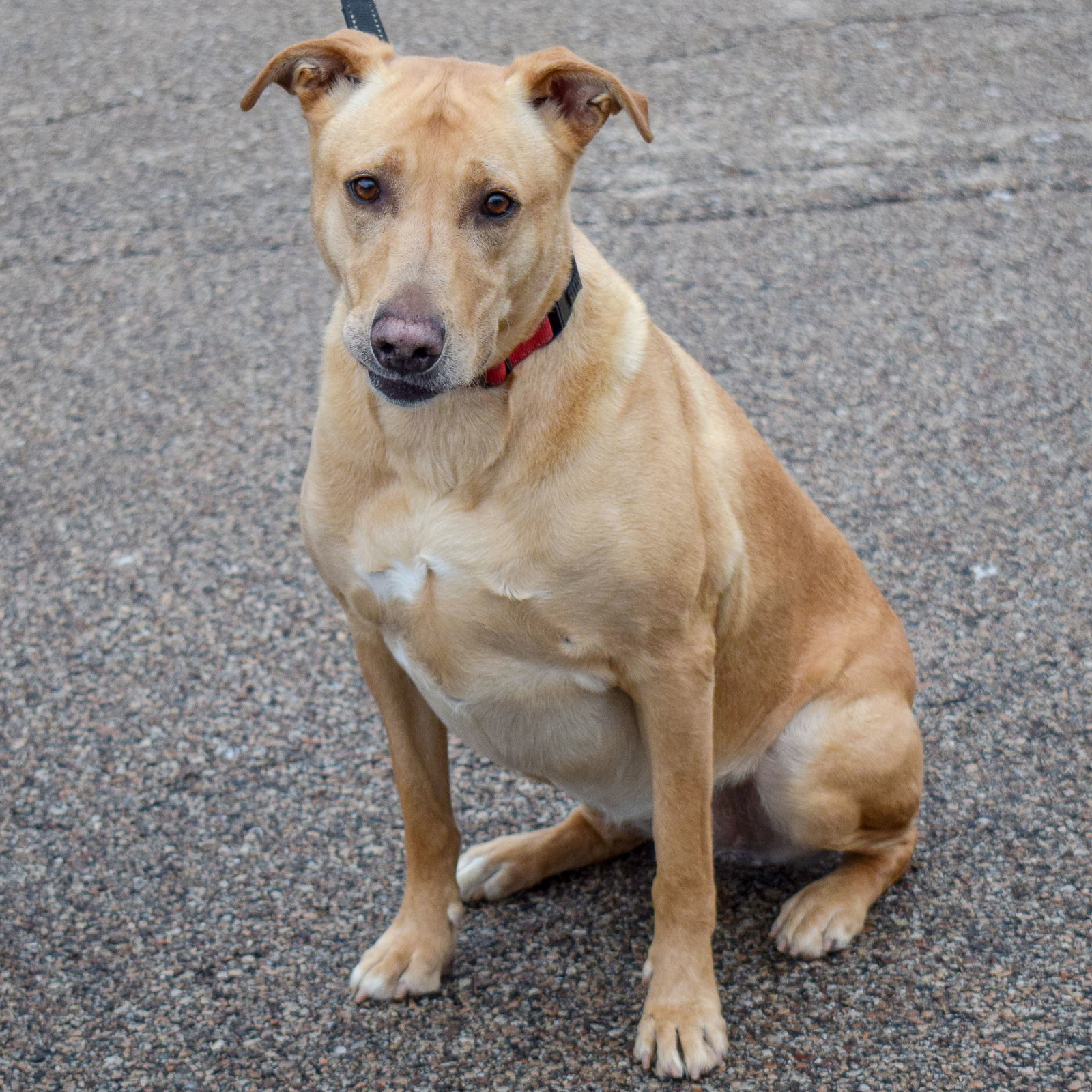 Dog for Adoption - Amber, a Yellow Labrador Retriever in Joliet, IL ...