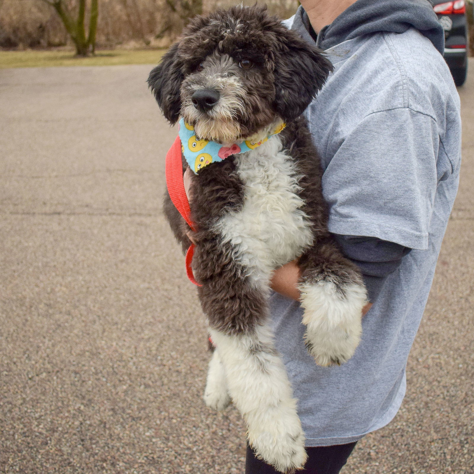 Dog for Adoption - Goodman, a Border Collie in Lincolnwood, IL | Alpha Paw