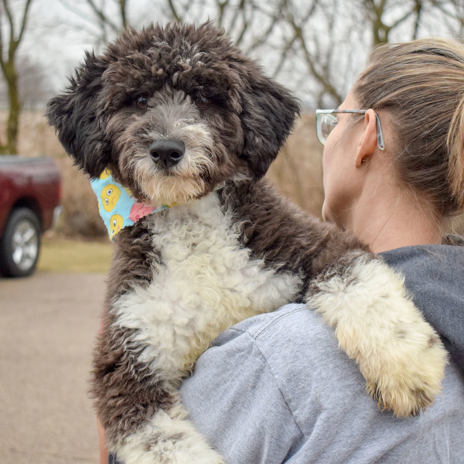 Dog for Adoption - Goodman, a Border Collie in Lincolnwood, IL | Alpha Paw