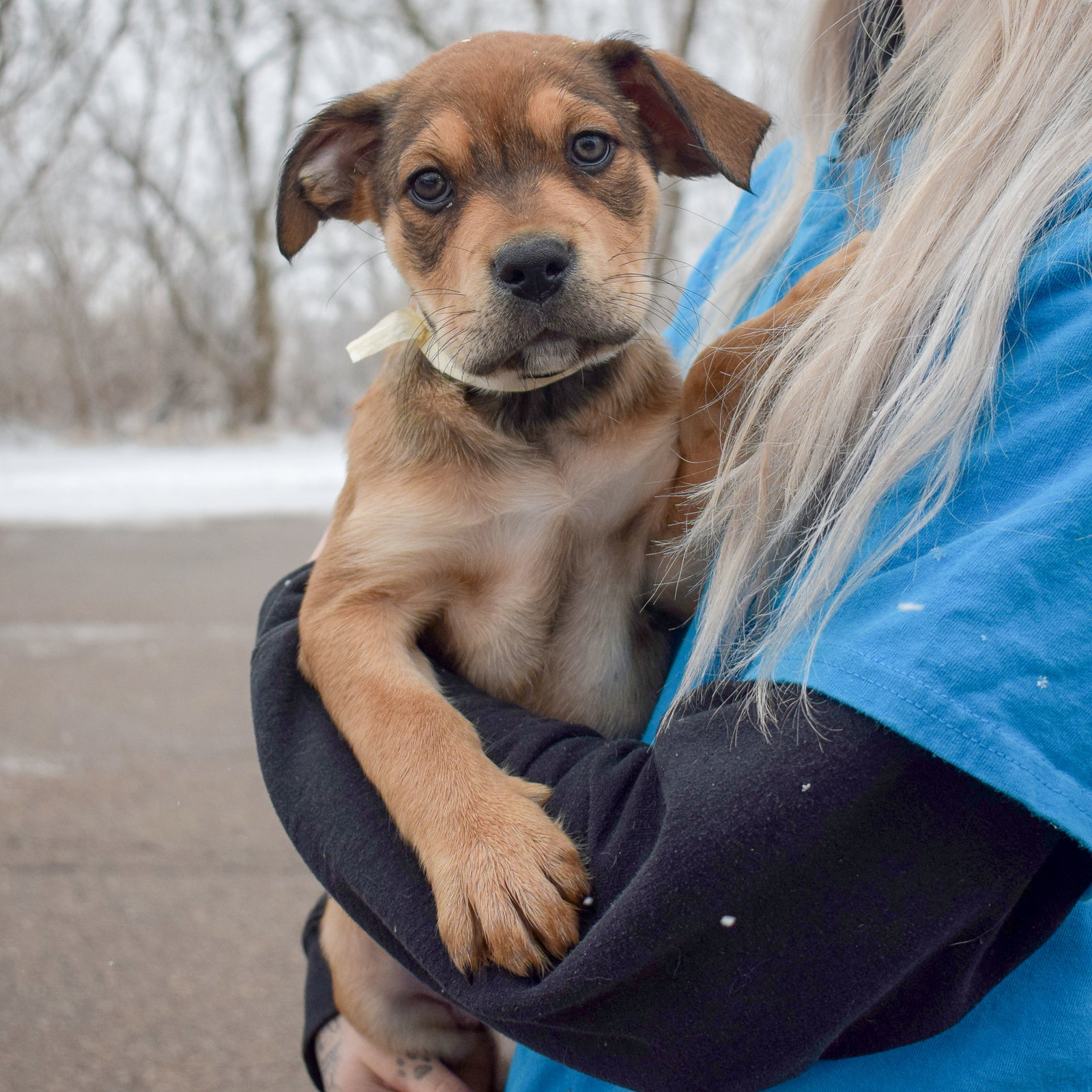 Dog for Adoption - Suzy, a German Shepherd Dog in Northfield, IL ...