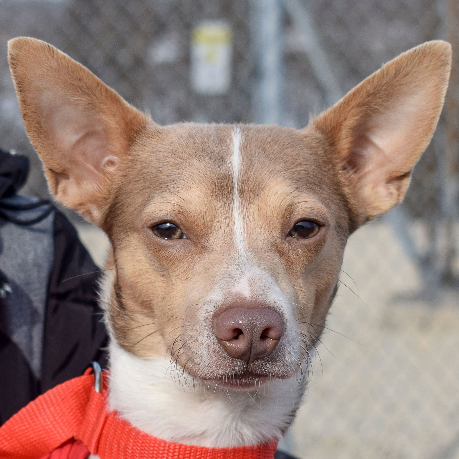 Dog for Adoption - Trey, a Chihuahua in Chicago, IL | Alpha Paw