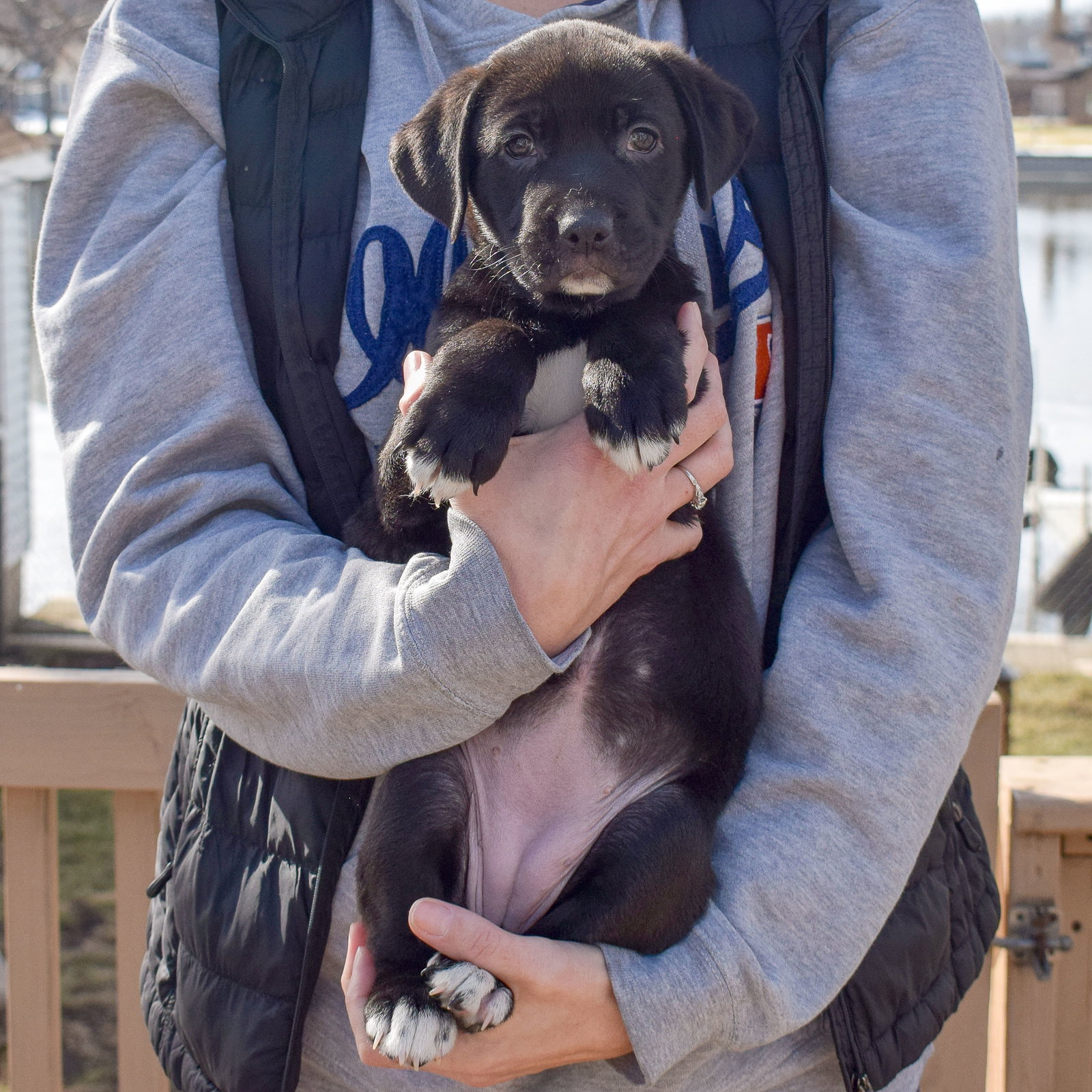 Dog for Adoption - Julia Roberts, a Catahoula Leopard Dog in Algonquin ...