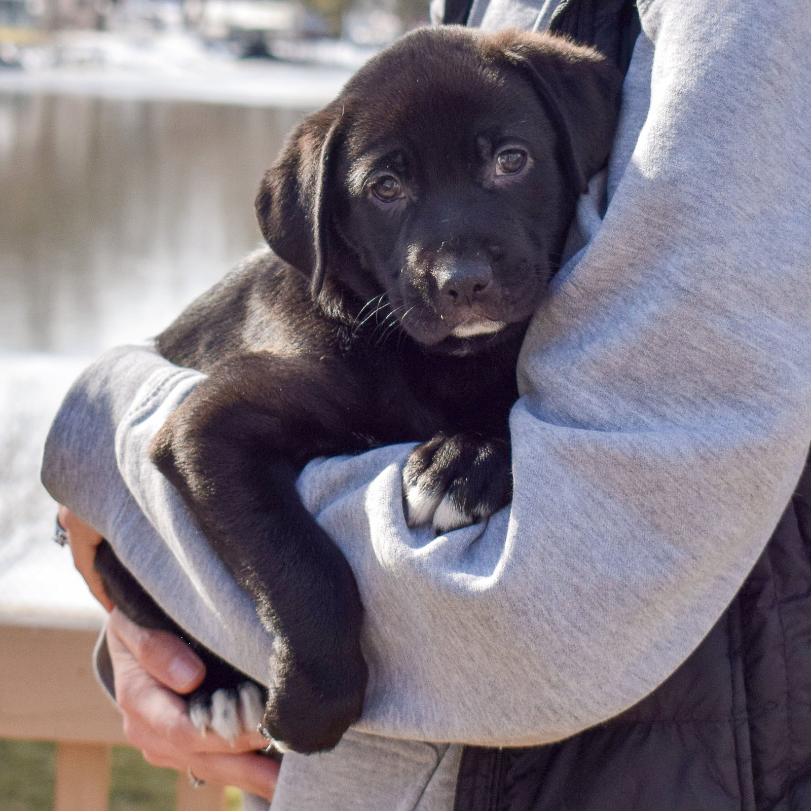 Dog for Adoption - Julia Roberts, a Catahoula Leopard Dog in Stone Park ...