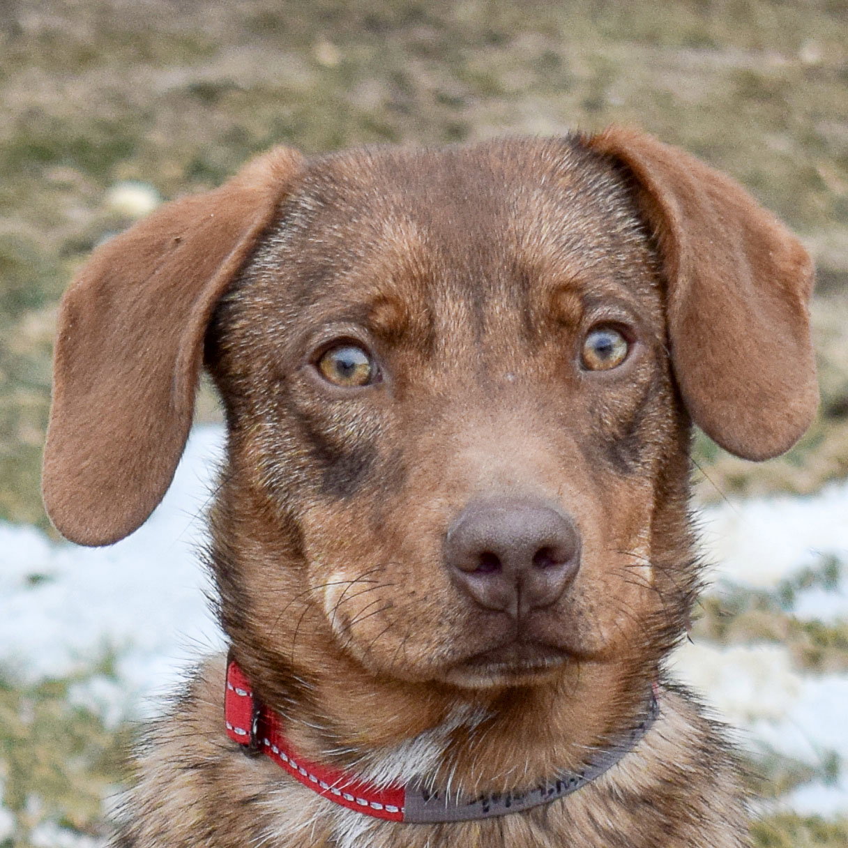 Dog for Adoption - Fudge, a Chocolate Labrador Retriever in Homer Glen ...