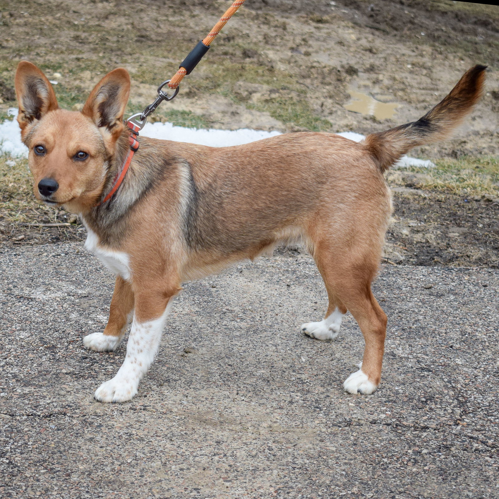 Dog for Adoption - Goober, a Corgi in Pecatonica, IL | Alpha Paw