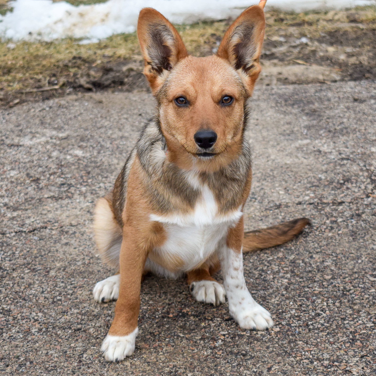 Dog for Adoption - Goober, a Corgi in Pecatonica, IL | Alpha Paw