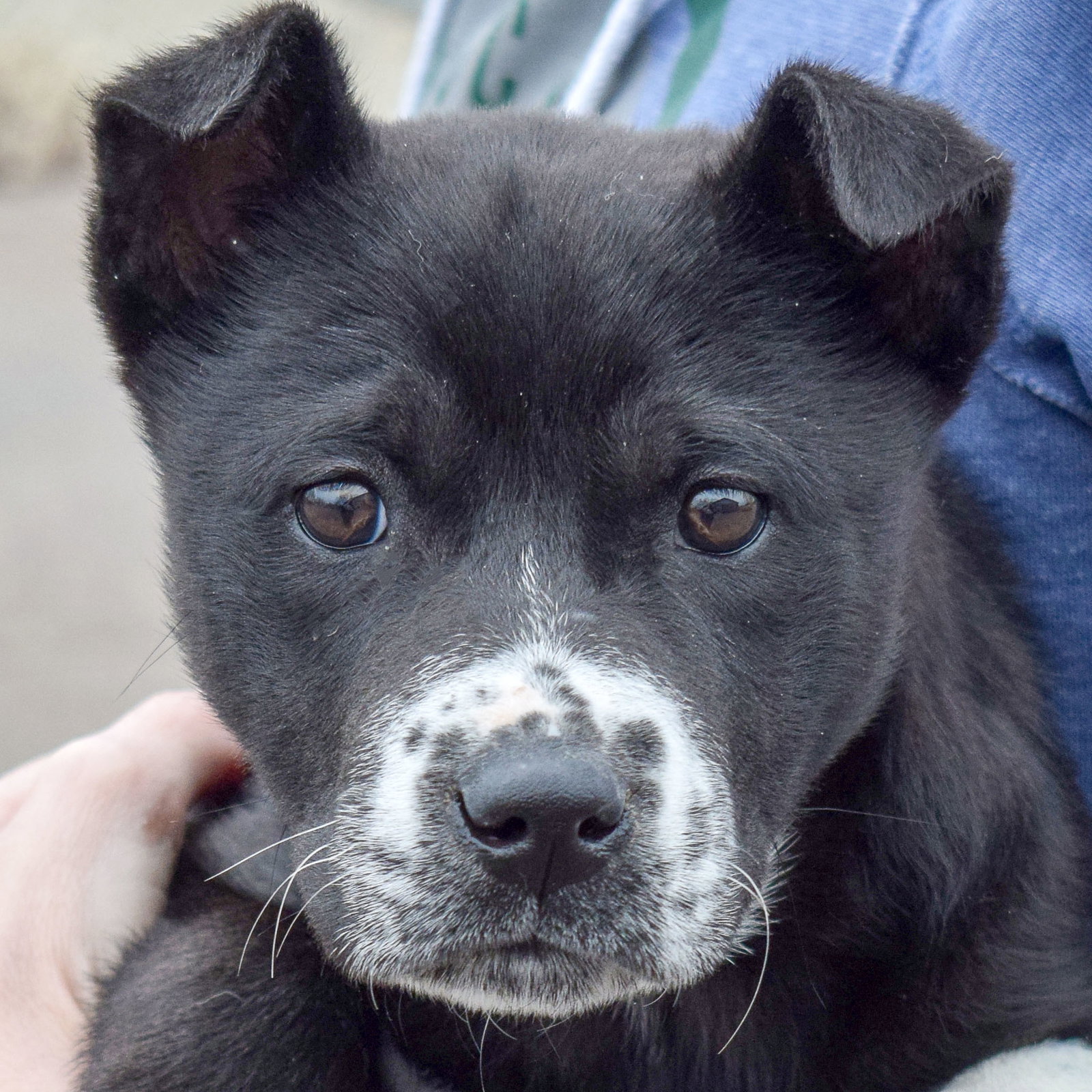 Dog for Adoption - Georgia, a Shar Pei in Chicago, IL | Alpha Paw