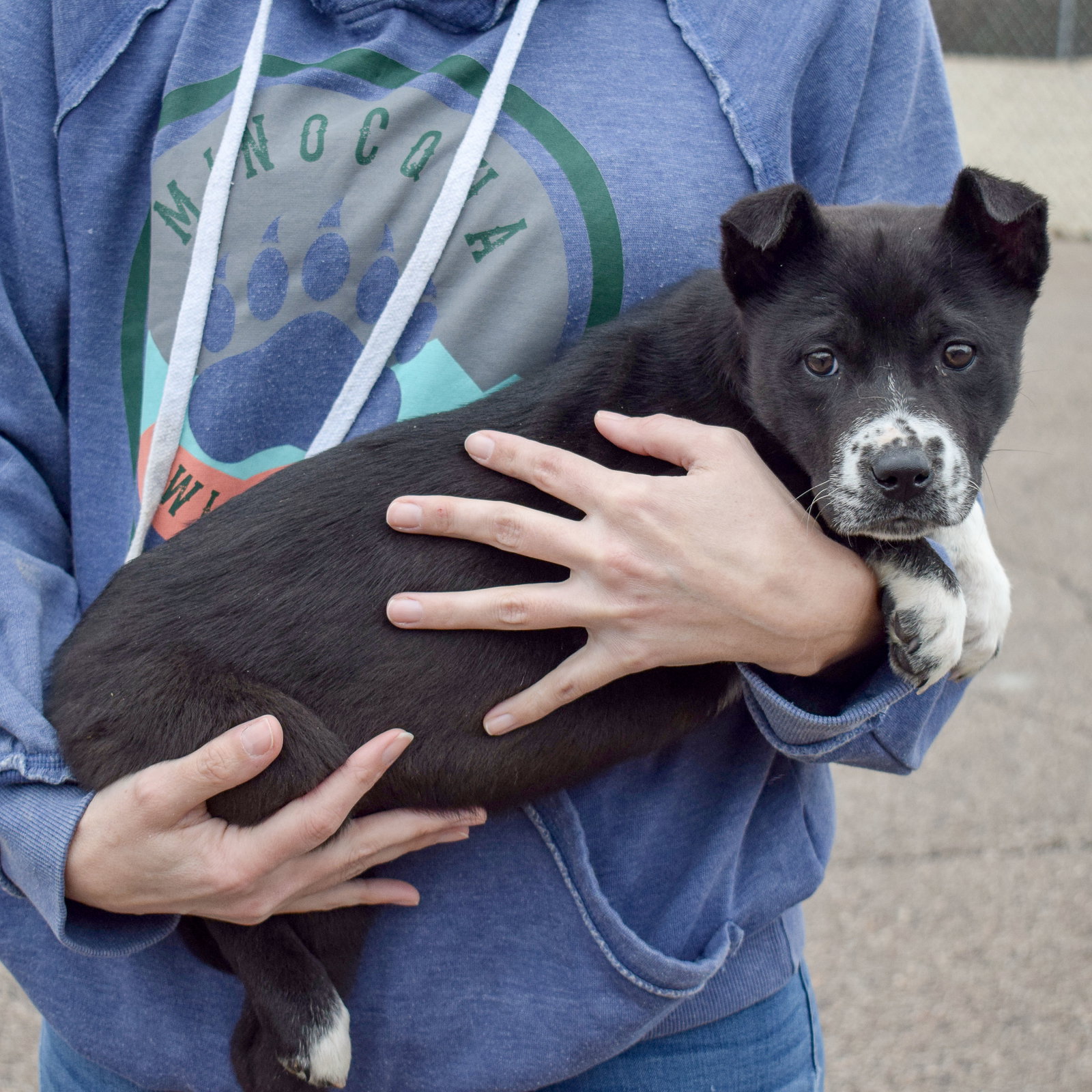 Dog for Adoption - Georgia, a Shar Pei in Chicago, IL | Alpha Paw