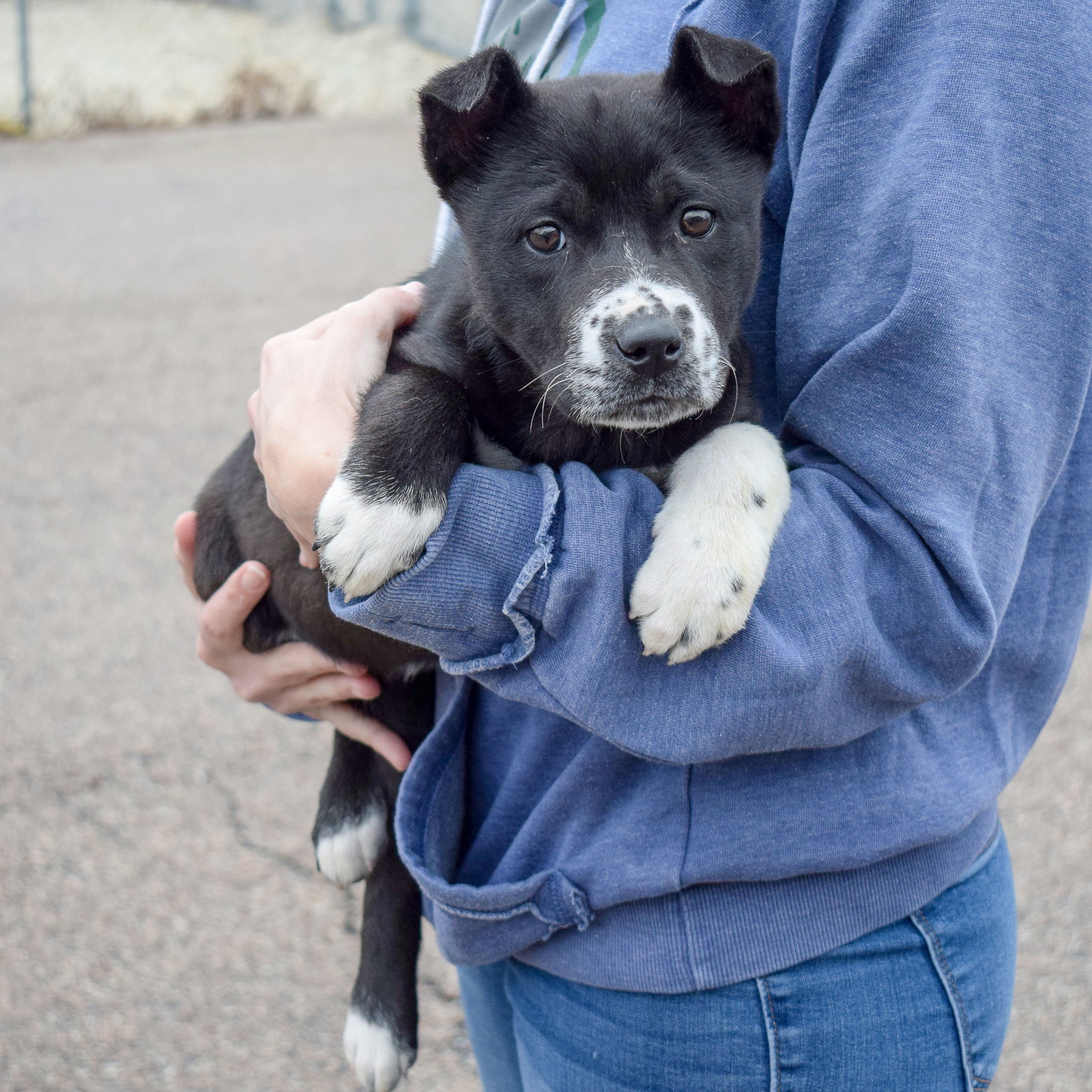 Dog for Adoption - Georgia, a Shar Pei in Chicago, IL | Alpha Paw
