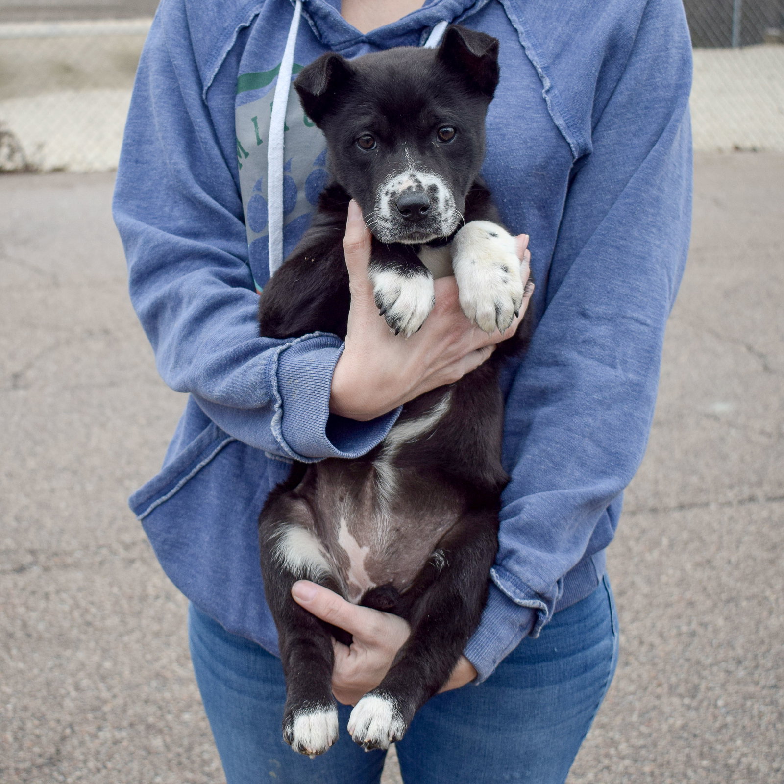 Dog for Adoption - Georgia, a Shar Pei in Chicago, IL | Alpha Paw