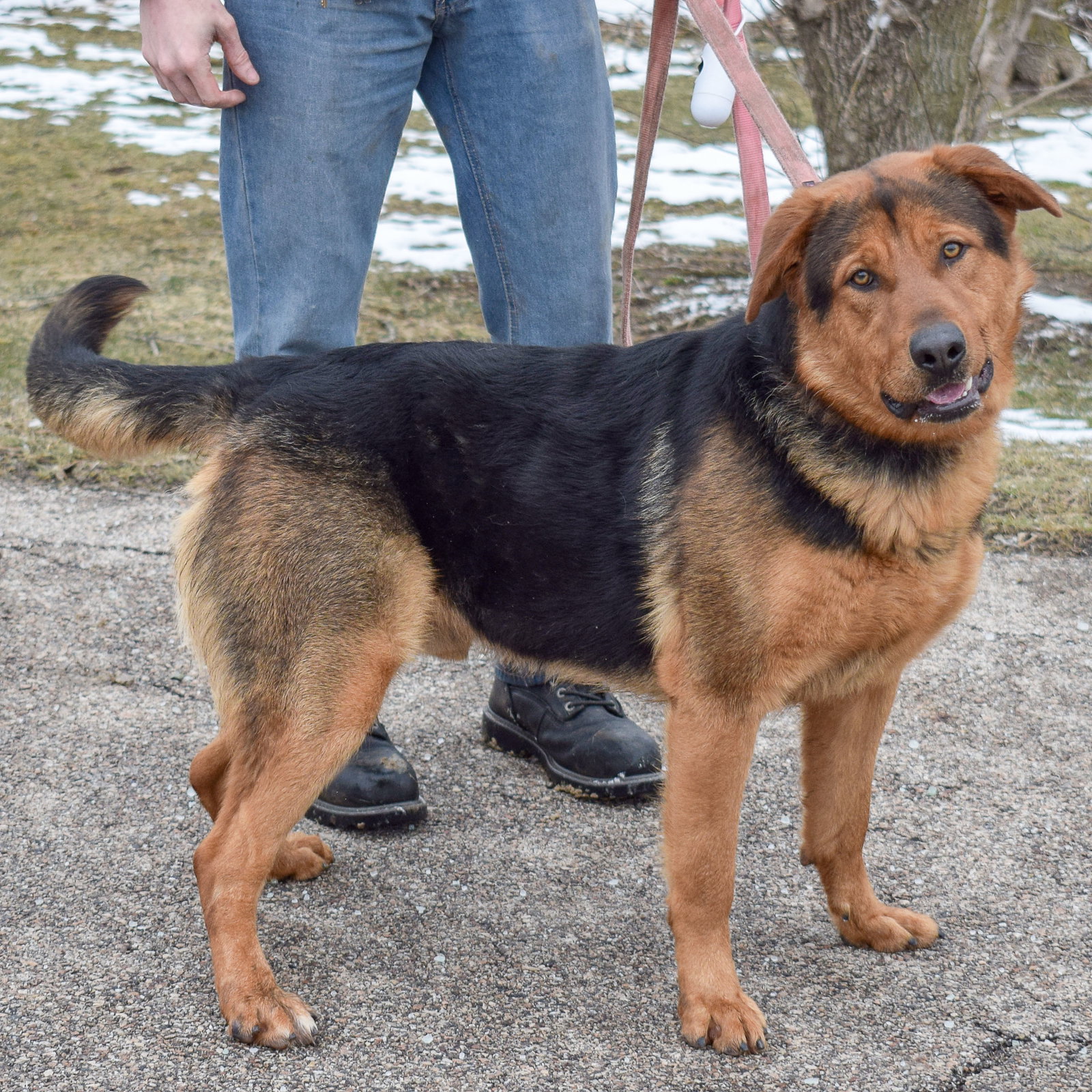 Dog for Adoption - Griswold, a German Shepherd Dog in Chicago, IL ...