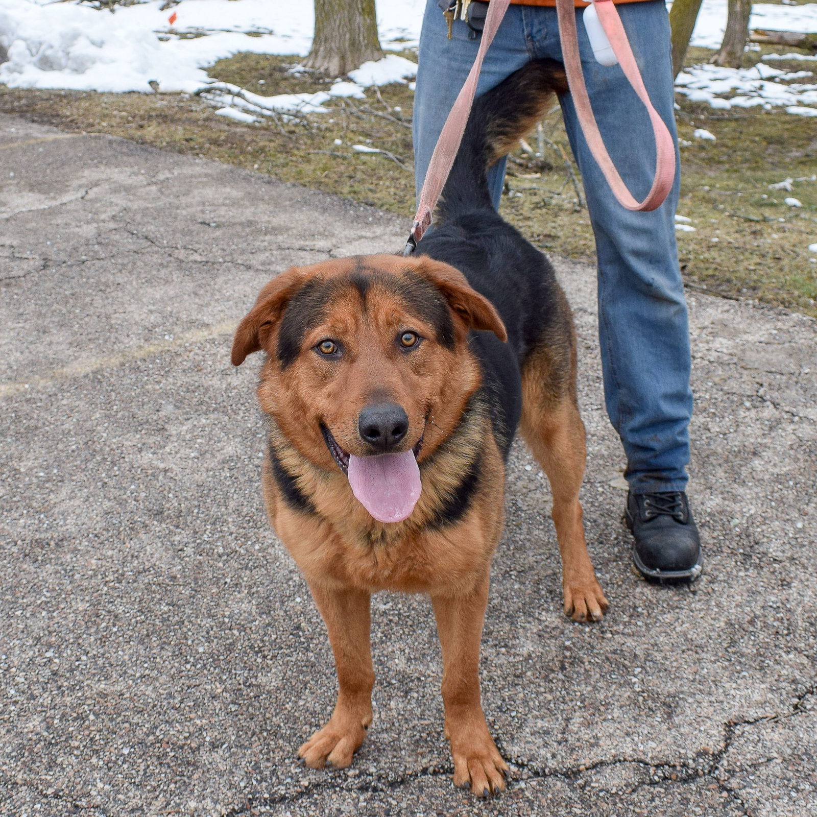 Dog for Adoption - Griswold, a German Shepherd Dog in Chicago, IL ...