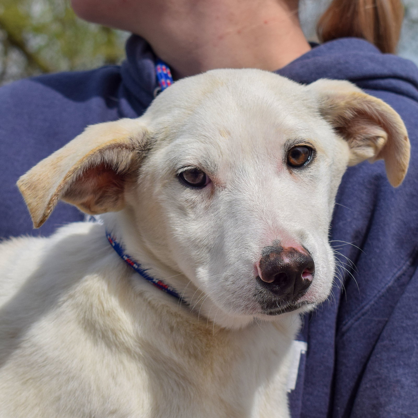 Dog for Adoption - Roo, a Husky in Rockford, IL | Alpha Paw