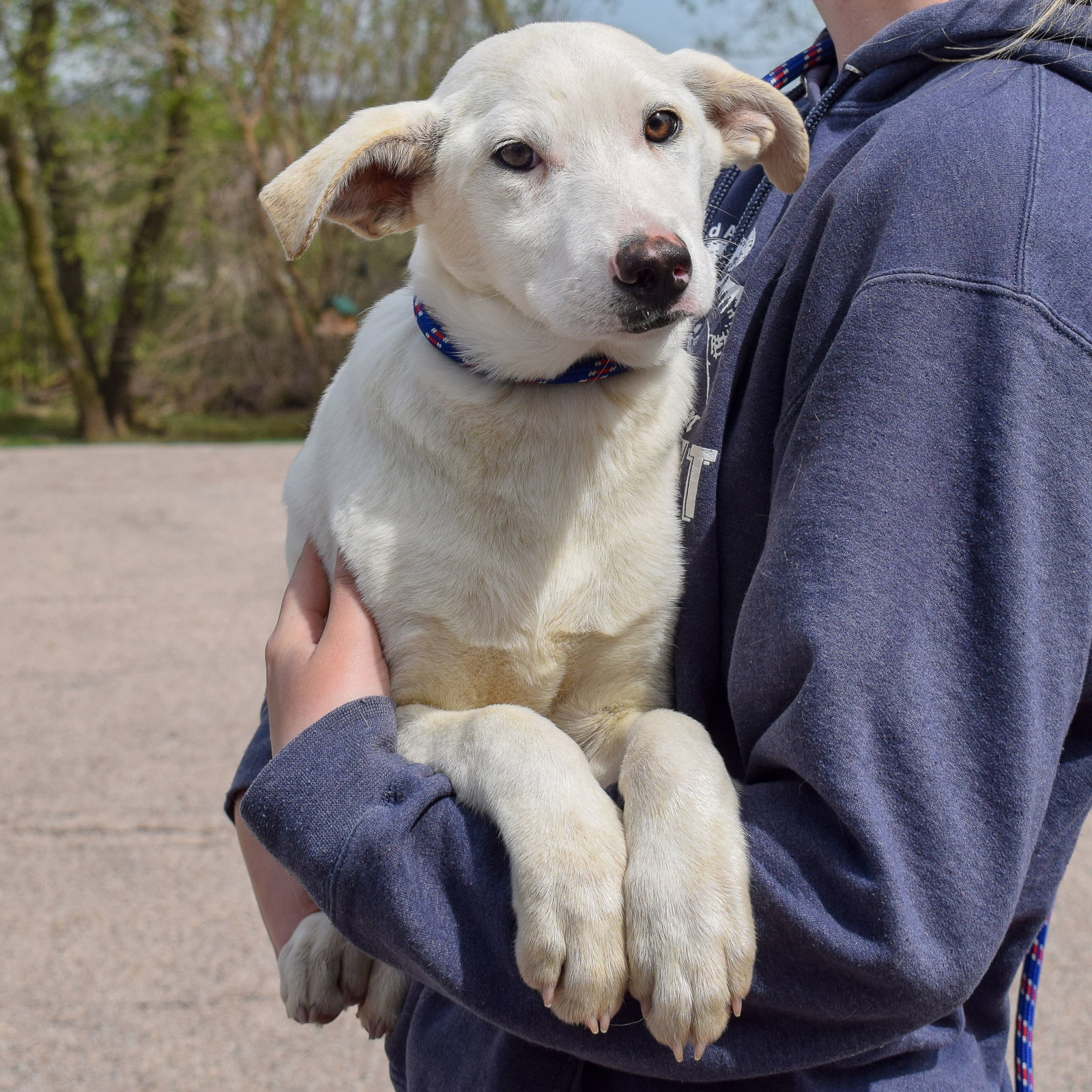 Dog for Adoption - Roo, a Husky in Rockford, IL | Alpha Paw
