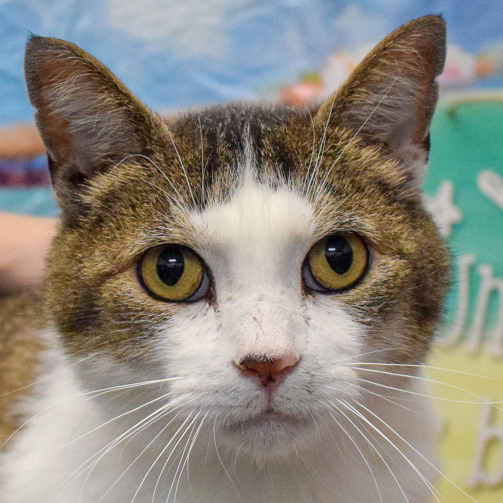 Cats for Adoption in Rockford, Illinois | Alpha Paw
