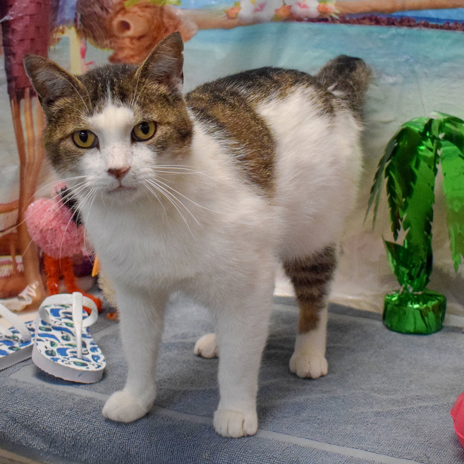 Cats for Adoption in Rockford, Illinois | Alpha Paw