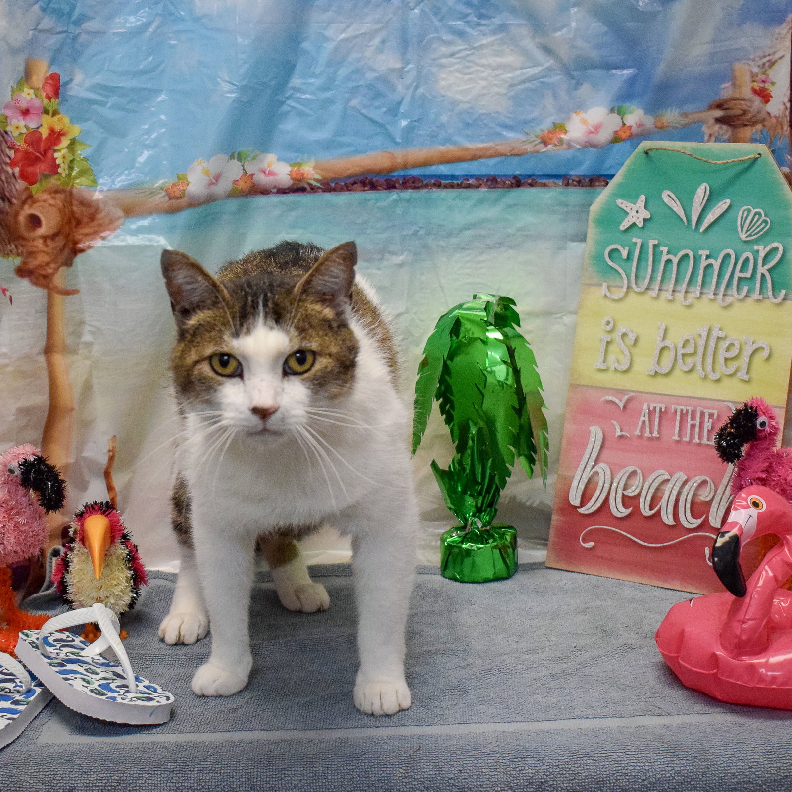 Cats for Adoption in Rockford, Illinois | Alpha Paw