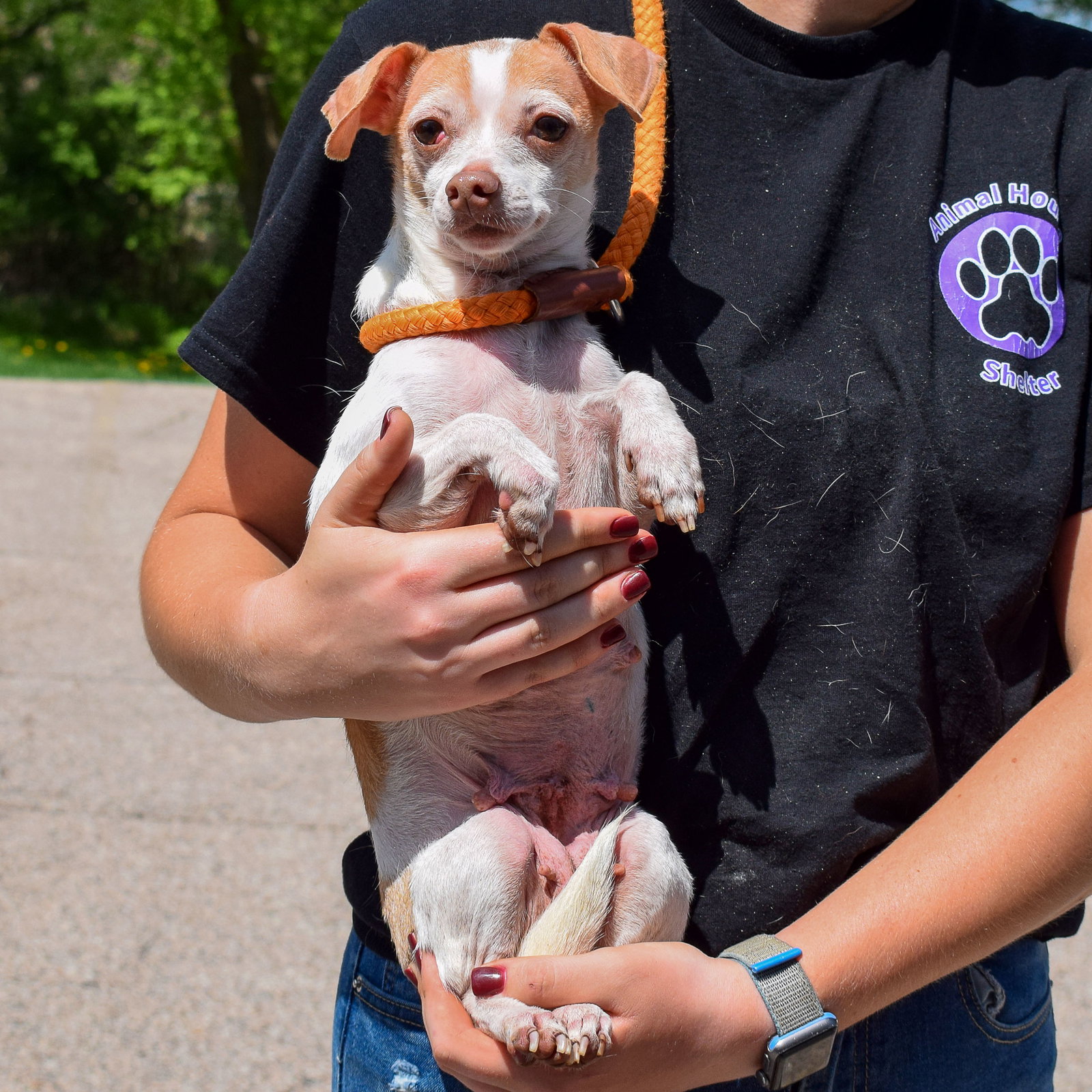 Dog for Adoption - Dixie, a Dachshund in Naperville, IL | Alpha Paw