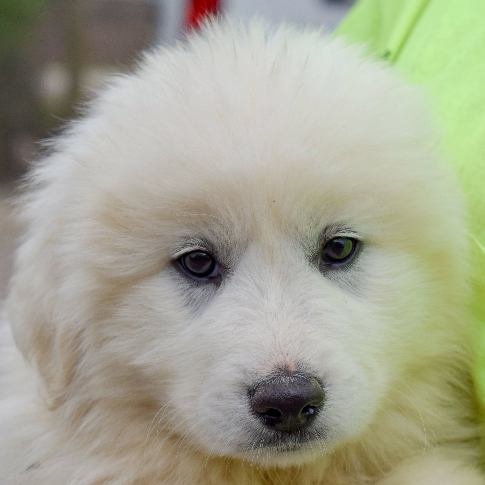 Dog for Adoption - Icelynn, a Great Pyrenees in Rockford, IL | Alpha Paw