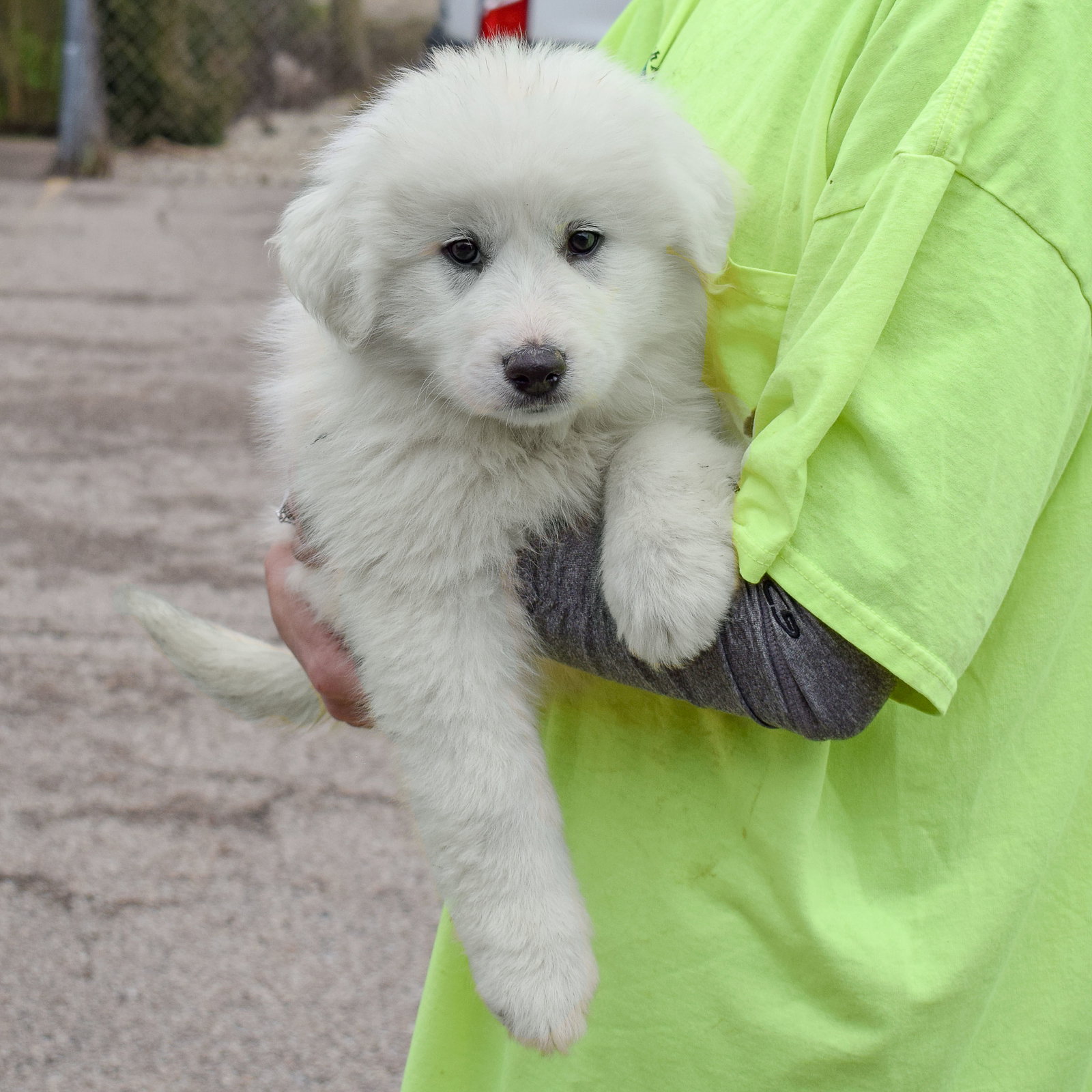 Dog for Adoption - Icelynn, a Great Pyrenees in Rockford, IL | Alpha Paw