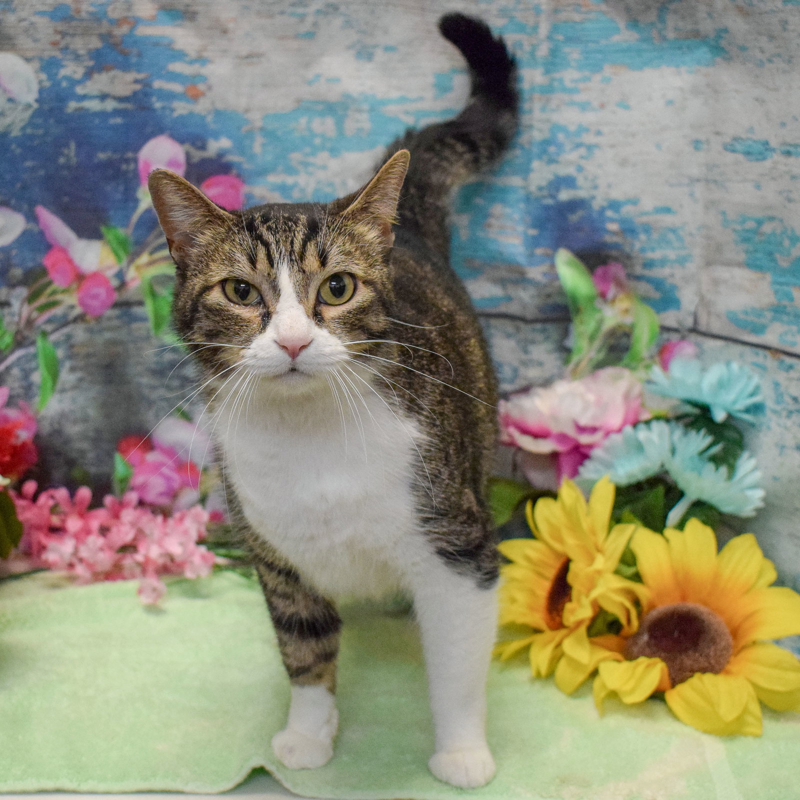 Cats for Adoption in Downers Grove, Illinois | Alpha Paw